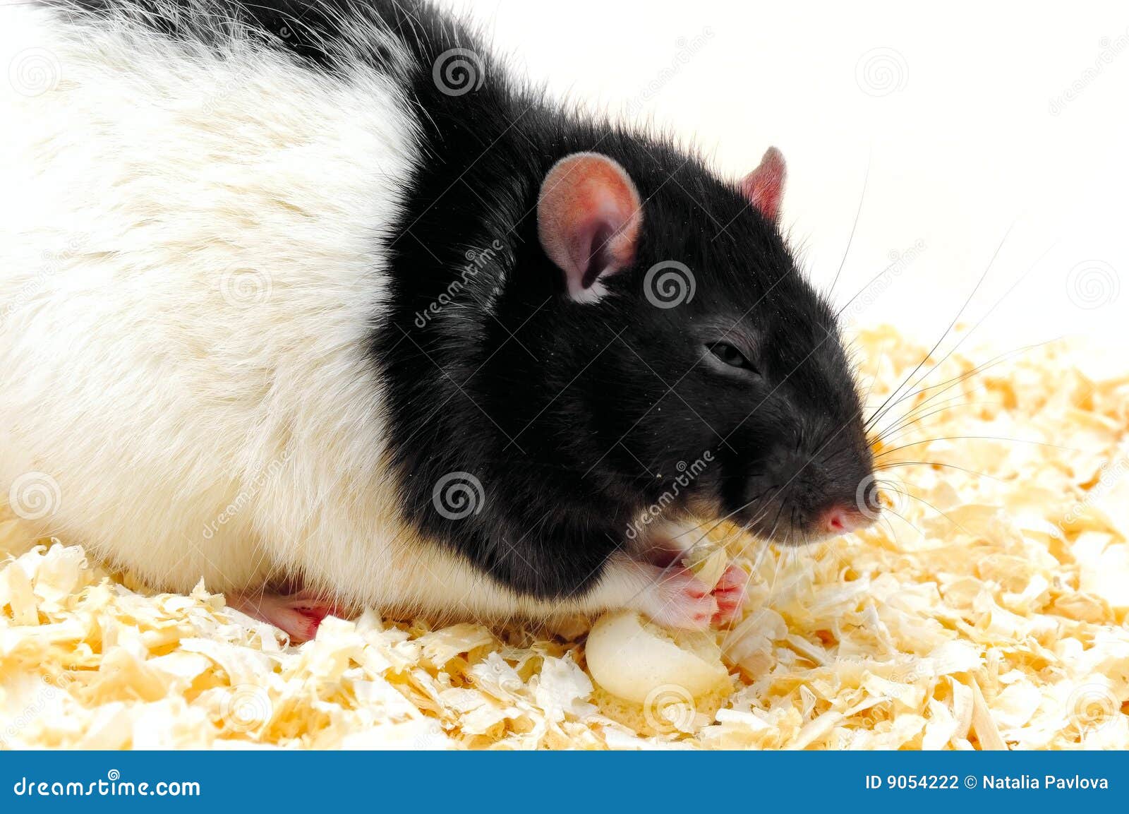 Il ratto fotografia stock. Immagine di simbolo, ratto - 9054222