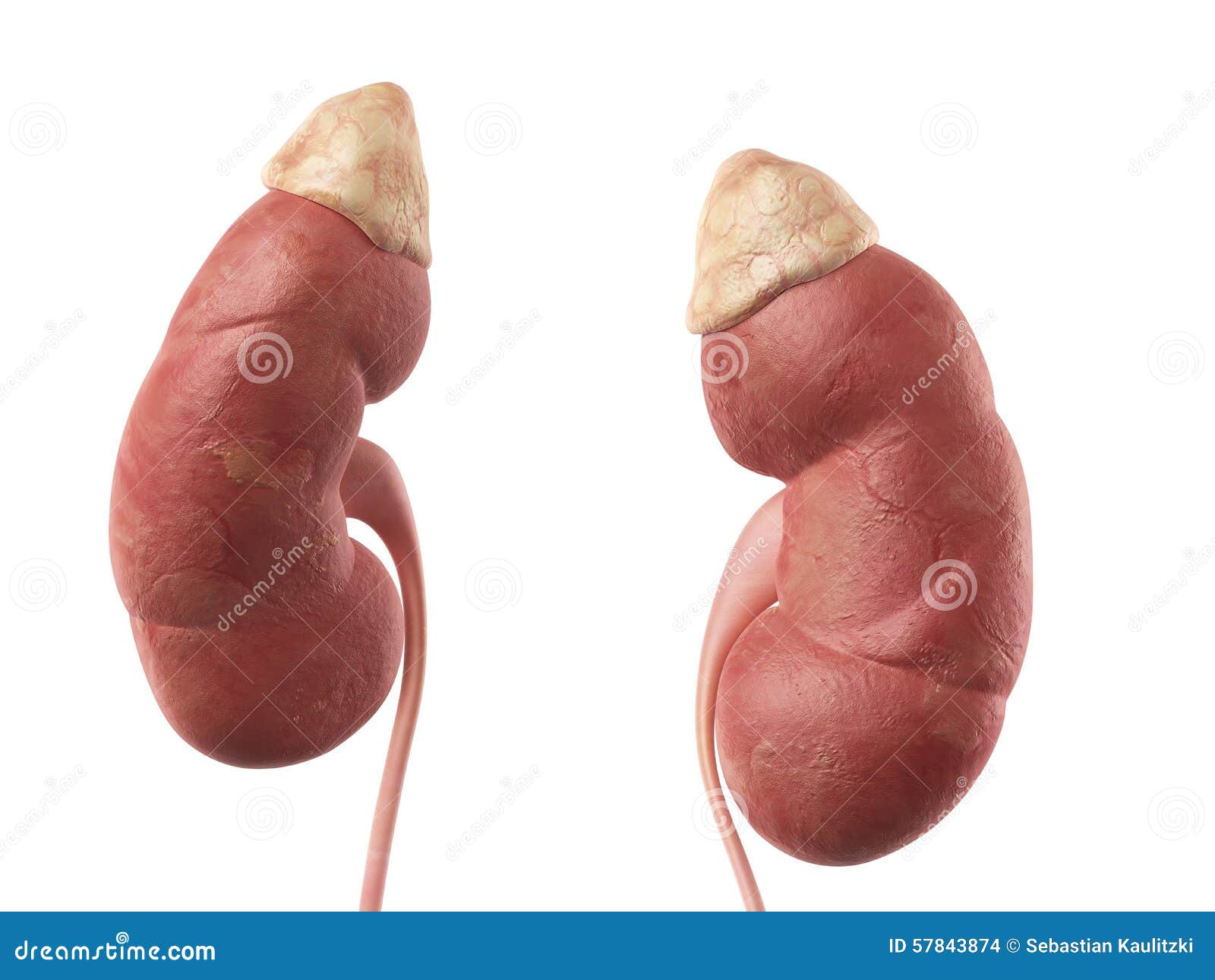 Il rene illustrazione di stock. Illustrazione di urinario - 57843874