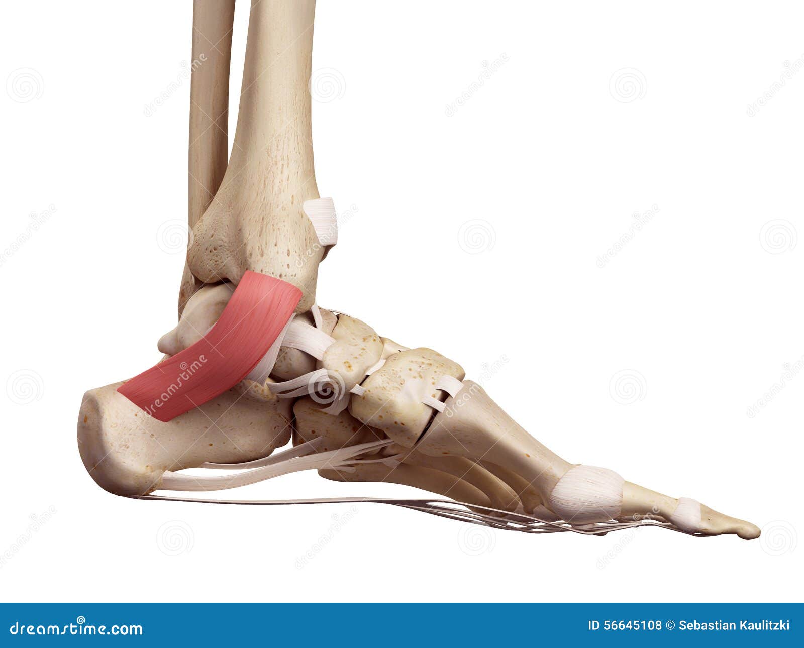 Il Retinaculum Del Flessore Illustrazione di Stock - Illustrazione di ...