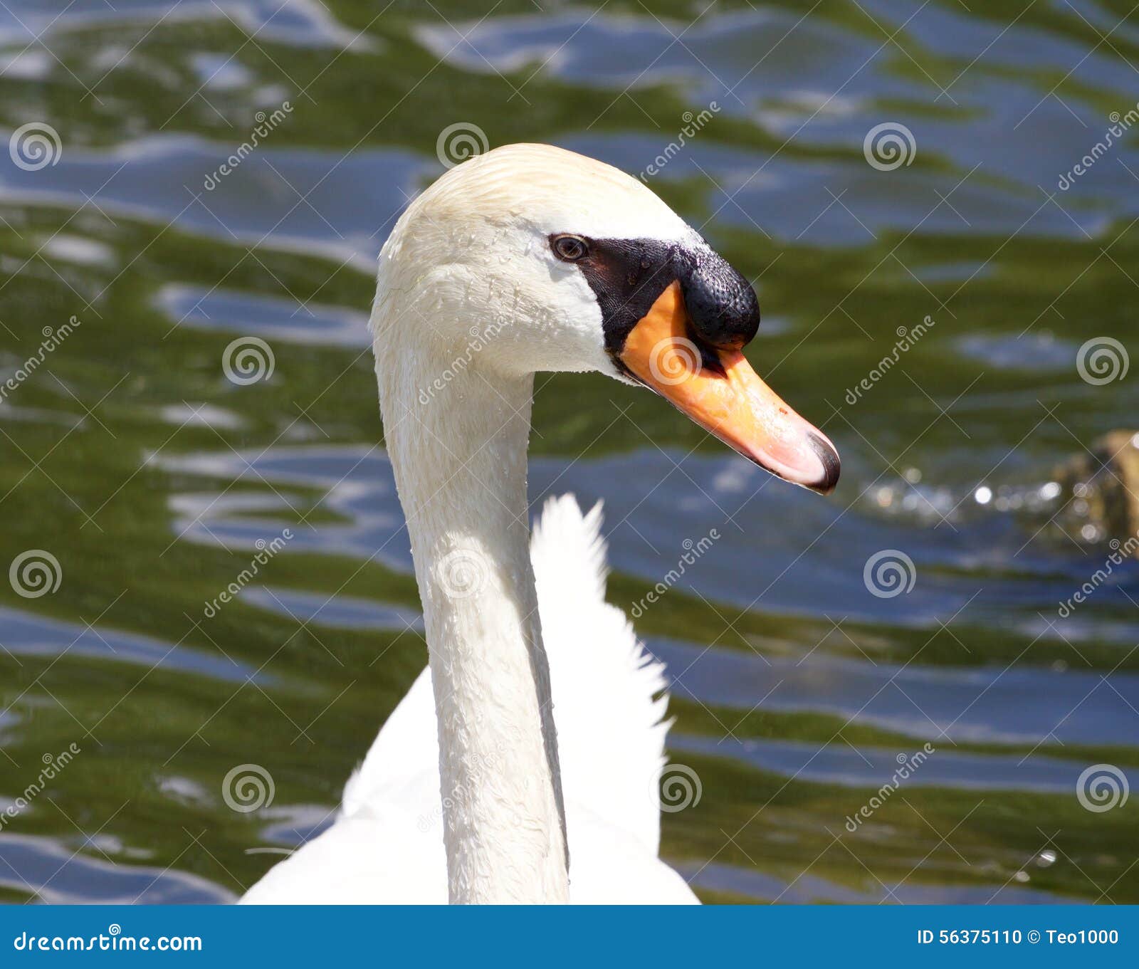 Il Ritratto Del Cigno Muto Premuroso Fotografia Stock - Immagine di ...