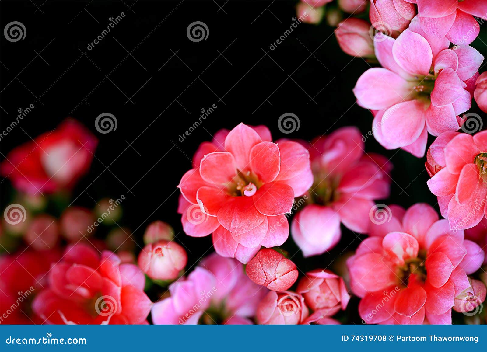 Il Rosa Fiorisce Il Fuoco Molle Fotografia Stock - Immagine di bellezza ...