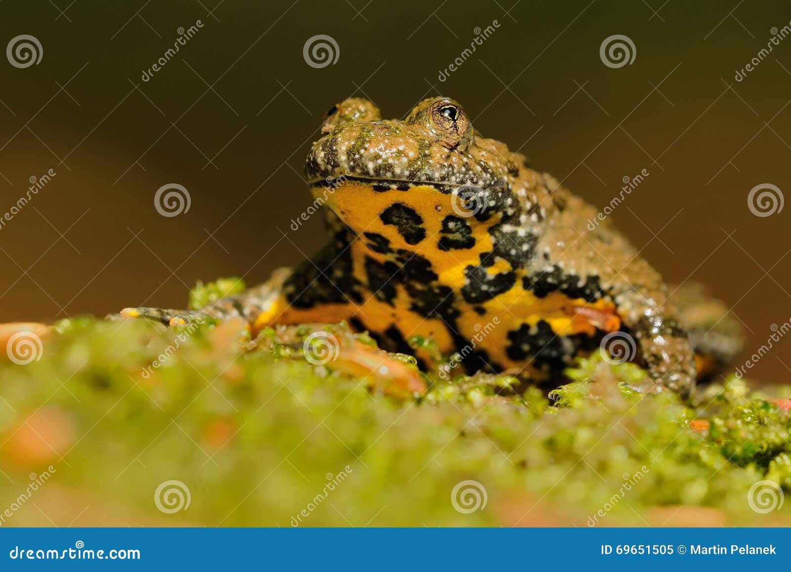 Il Rospo Codardo (variegata Del Bombina) Immagine Stock - Immagine di ...