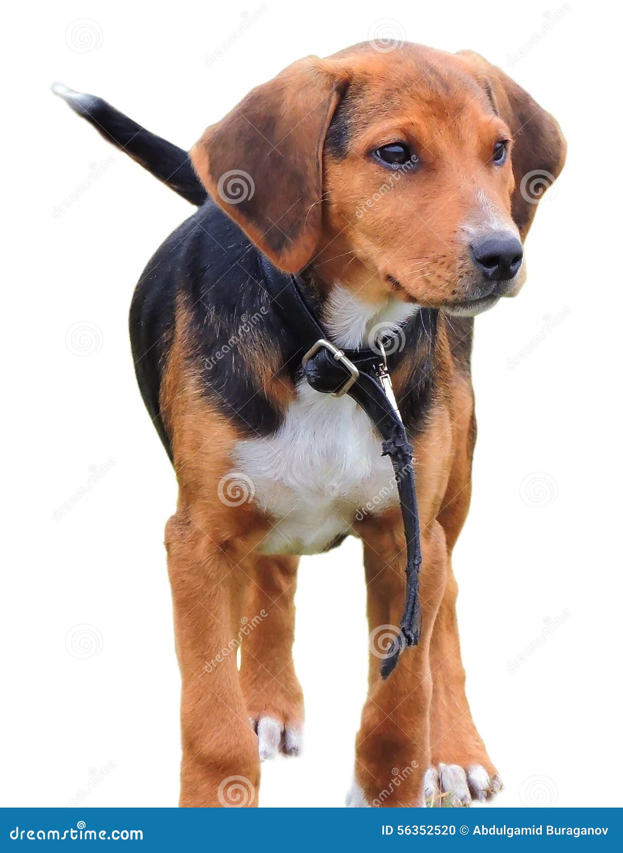 Il segugio, cane da lepre fotografia stock. Immagine di aperto - 56352520