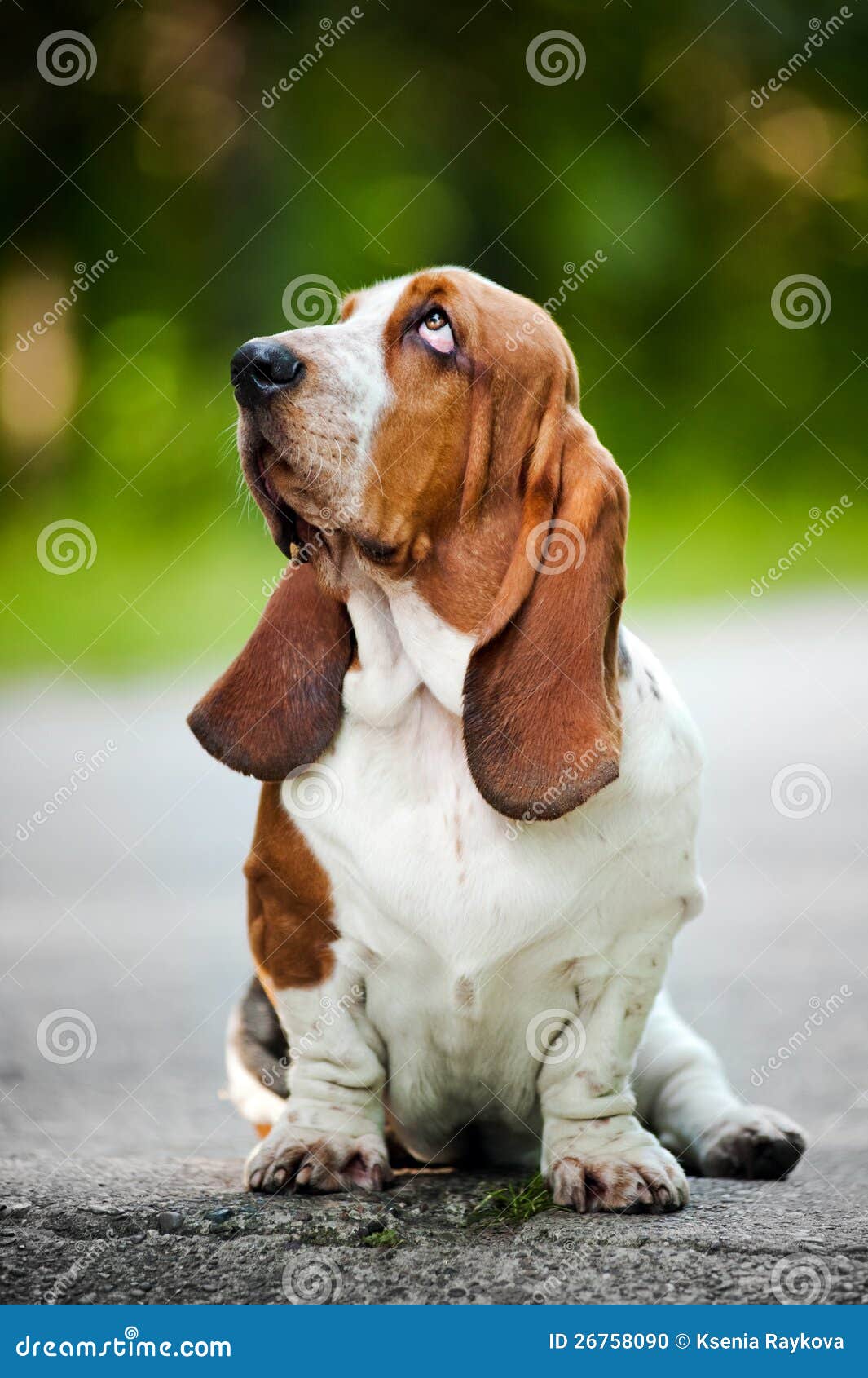 Il Segugio Di Bassotto Osserva in Su Fotografia Stock - Immagine di ...