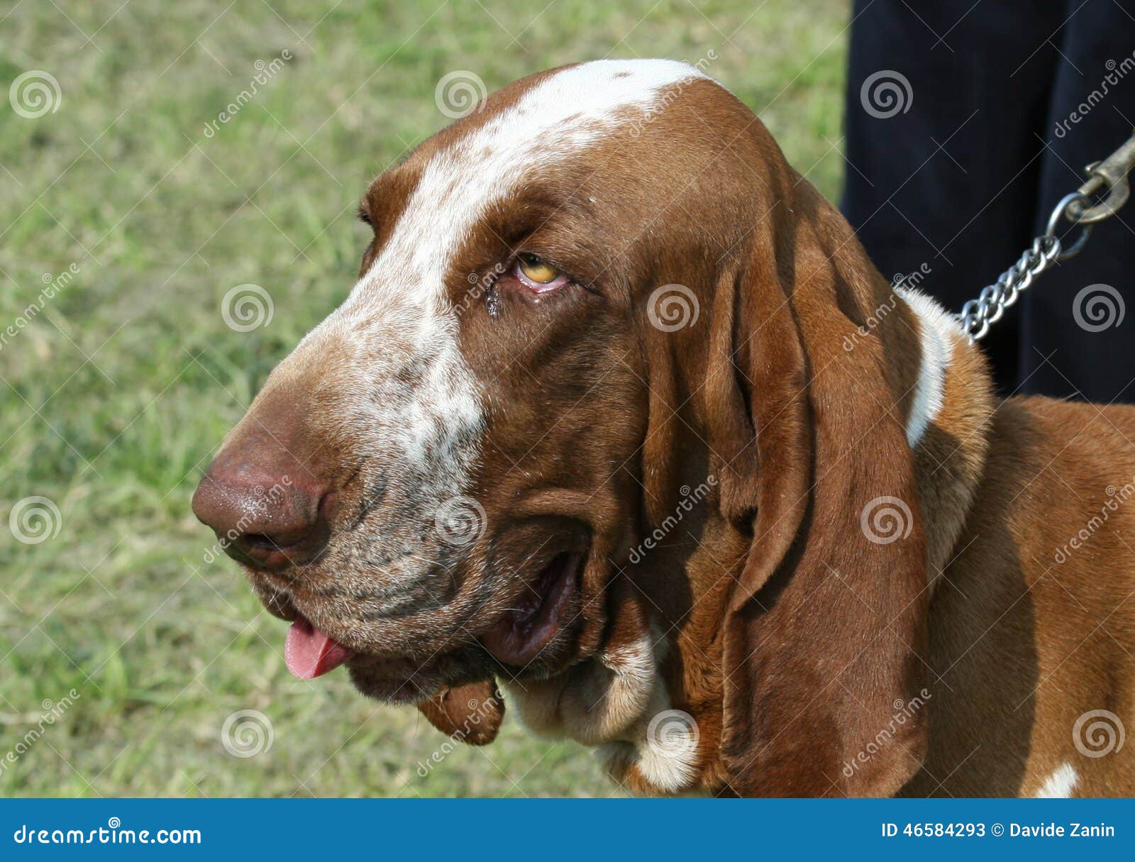 Il segugio italiano immagine stock. Immagine di occhio - 46584293