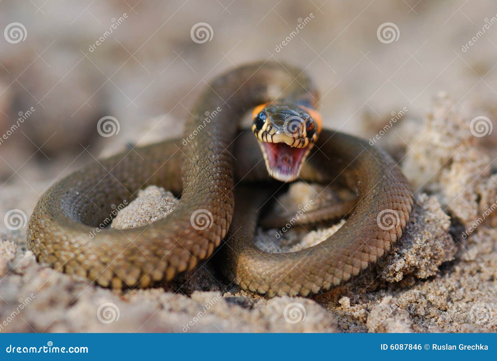 Il serpente cattivo fotografia stock. Immagine di madre - 6087846