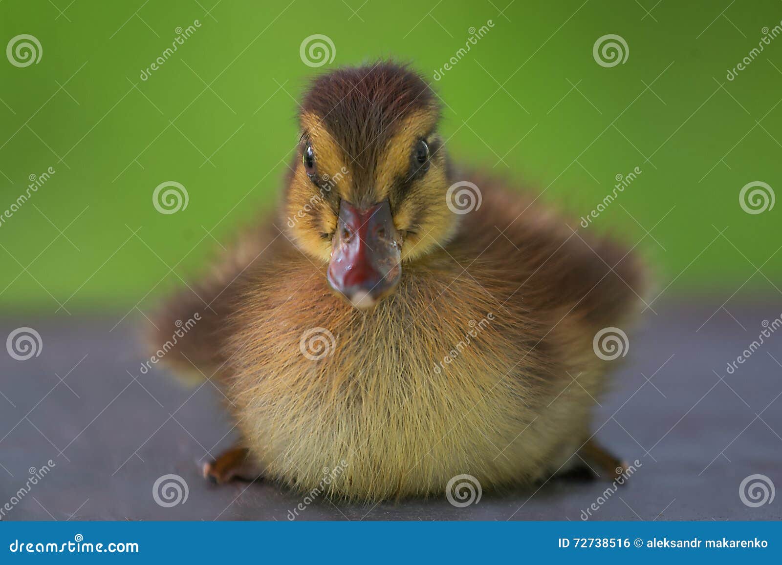 Il Simbolo Della Molla - Anatra Di Recente Covata Fotografia Stock ...