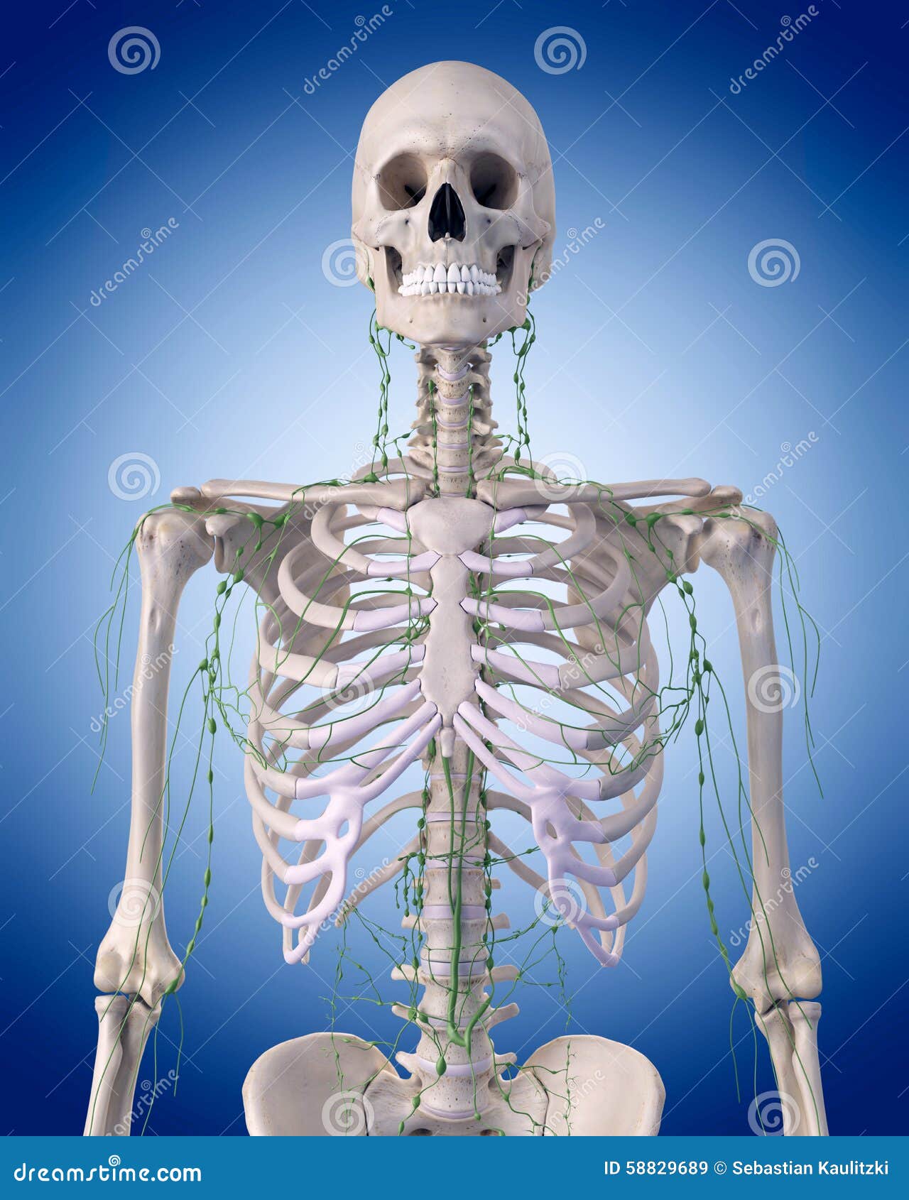 Il Sistema Linfatico - Il Torace Illustrazione di Stock - Illustrazione ...