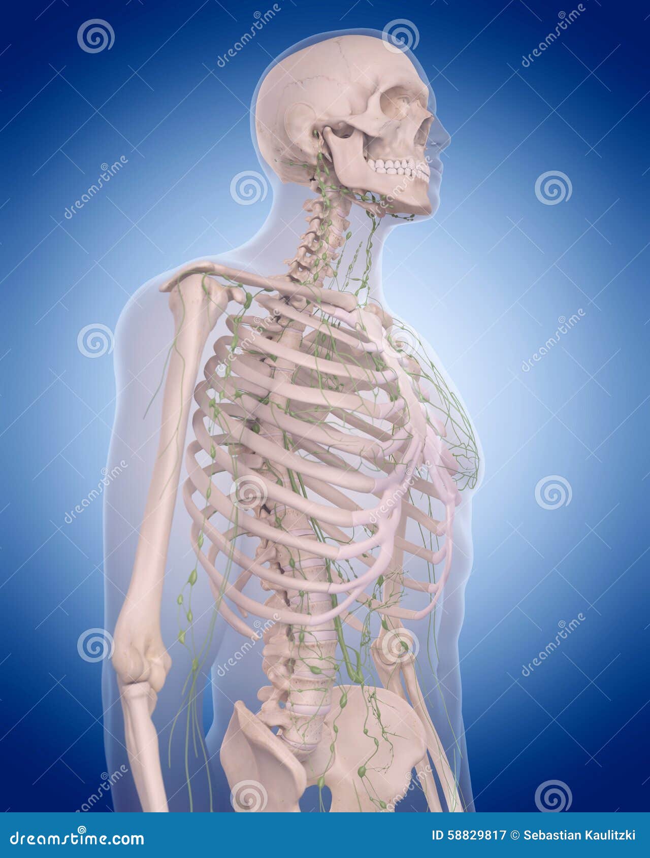 Il Sistema Linfatico - Il Torace Illustrazione di Stock - Illustrazione ...