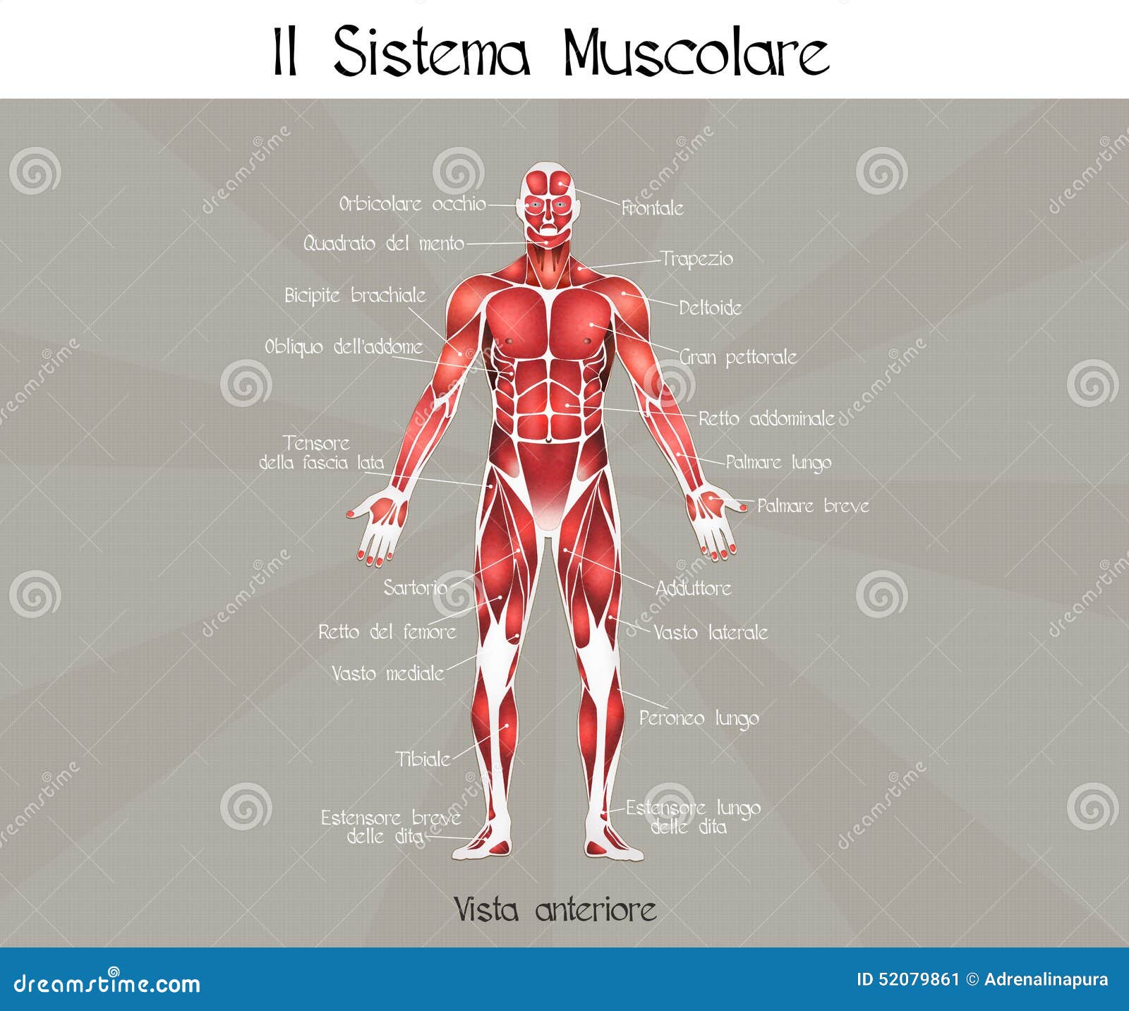 Il sistema muscolare illustrazione di stock. Illustrazione di biologia ...
