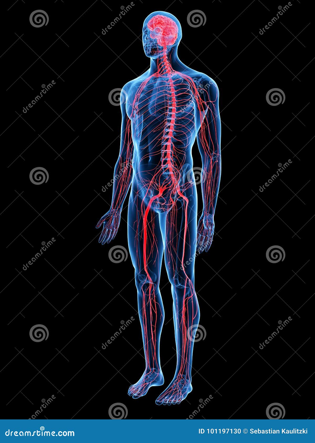 Il sistema nervoso illustrazione di stock. Illustrazione di umano ...