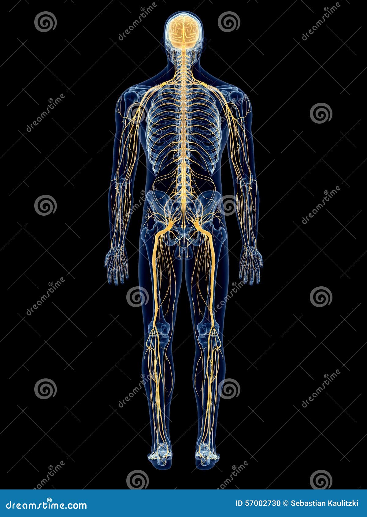 Il sistema nervoso illustrazione di stock. Illustrazione di esatto ...