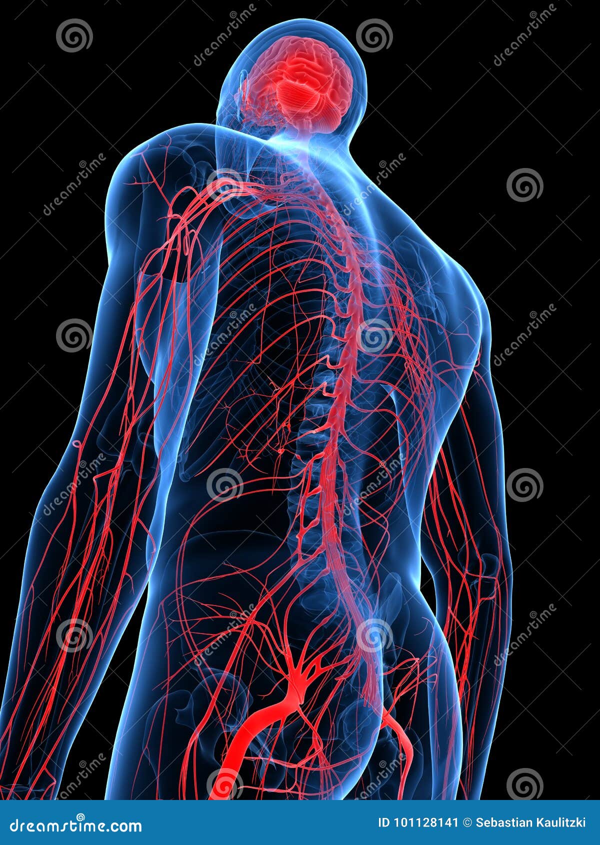 Il sistema nervoso umano illustrazione di stock. Illustrazione di ...