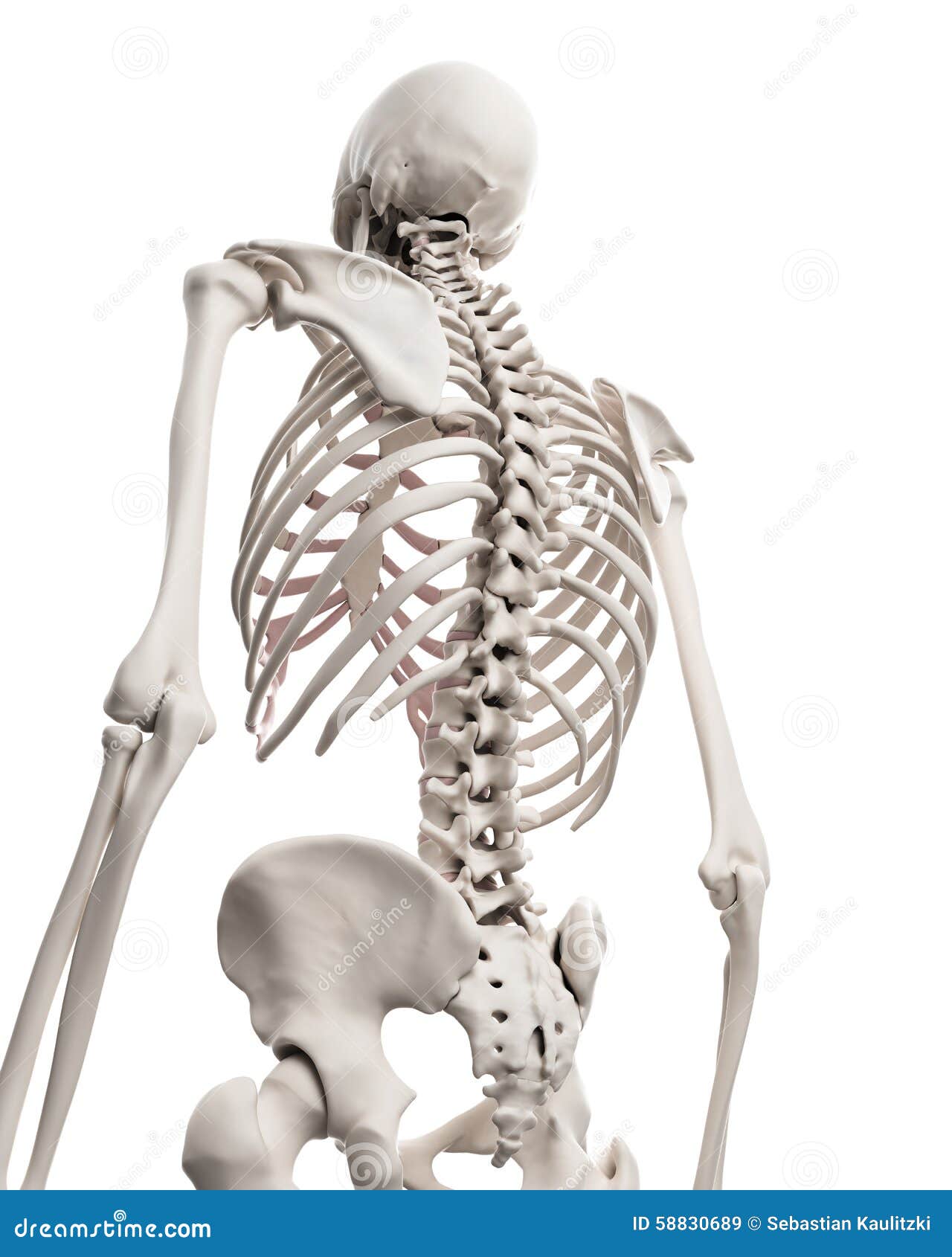 Il Sistema Scheletrico - Il Torace Illustrazione di Stock ...