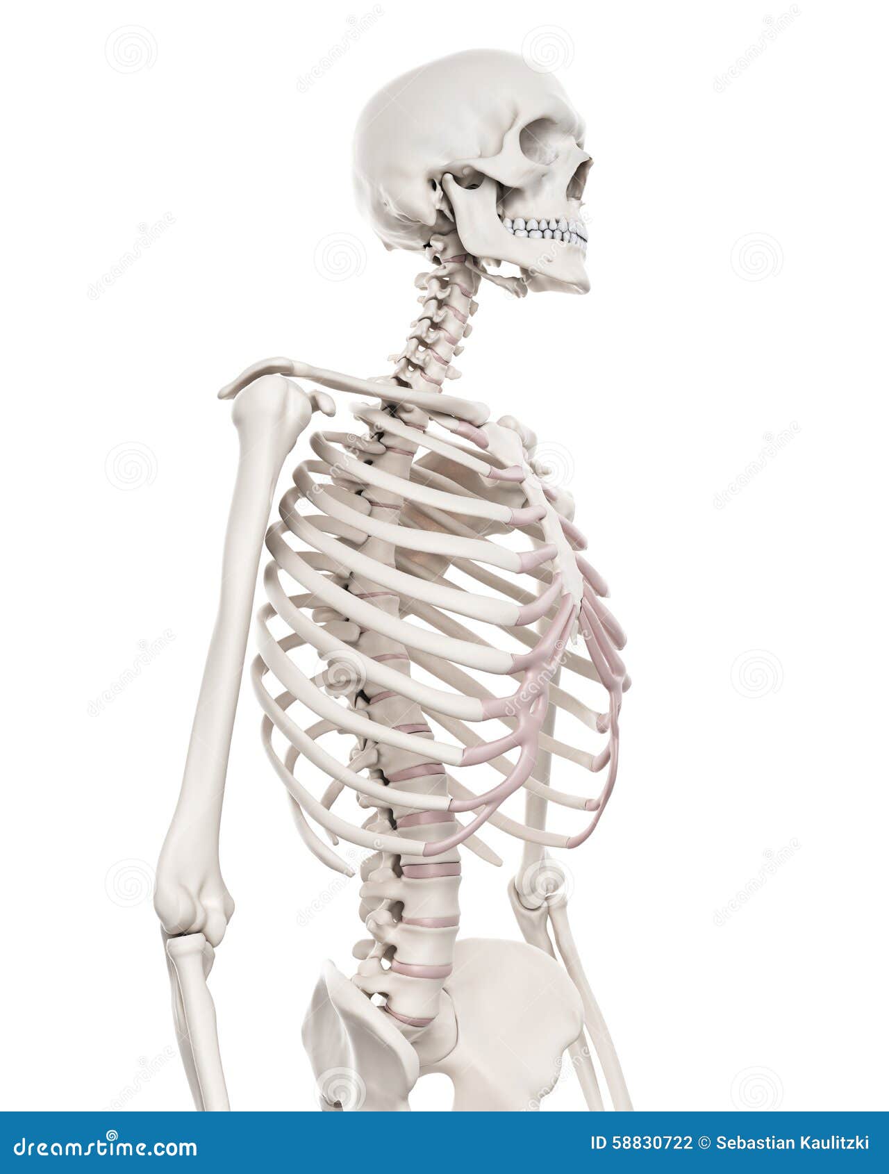 Il Sistema Scheletrico - Il Torace Illustrazione di Stock ...