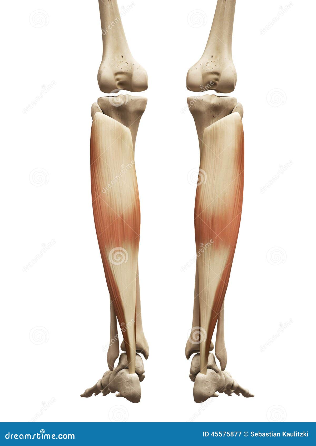 Il soleo illustrazione di stock. Illustrazione di salute - 45575877