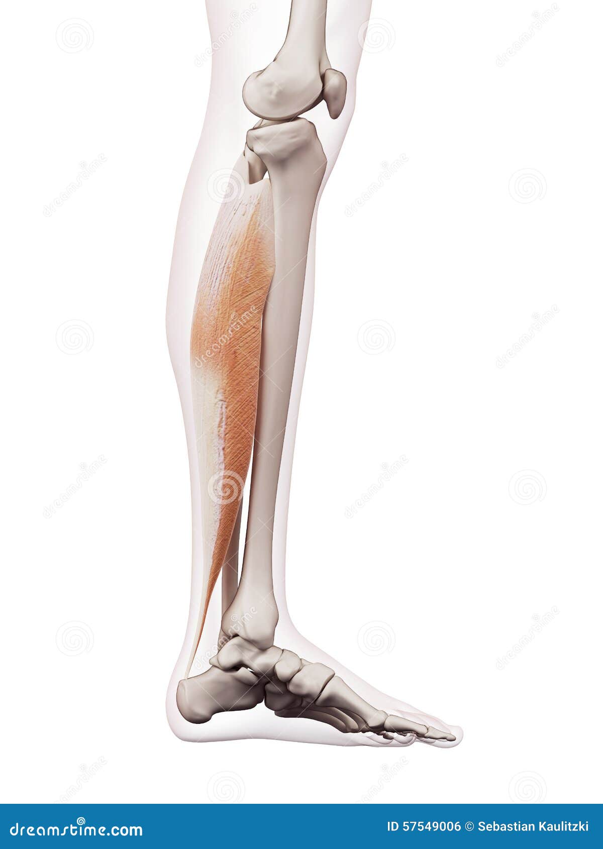 Il soleo illustrazione di stock. Illustrazione di scheletro - 57549006