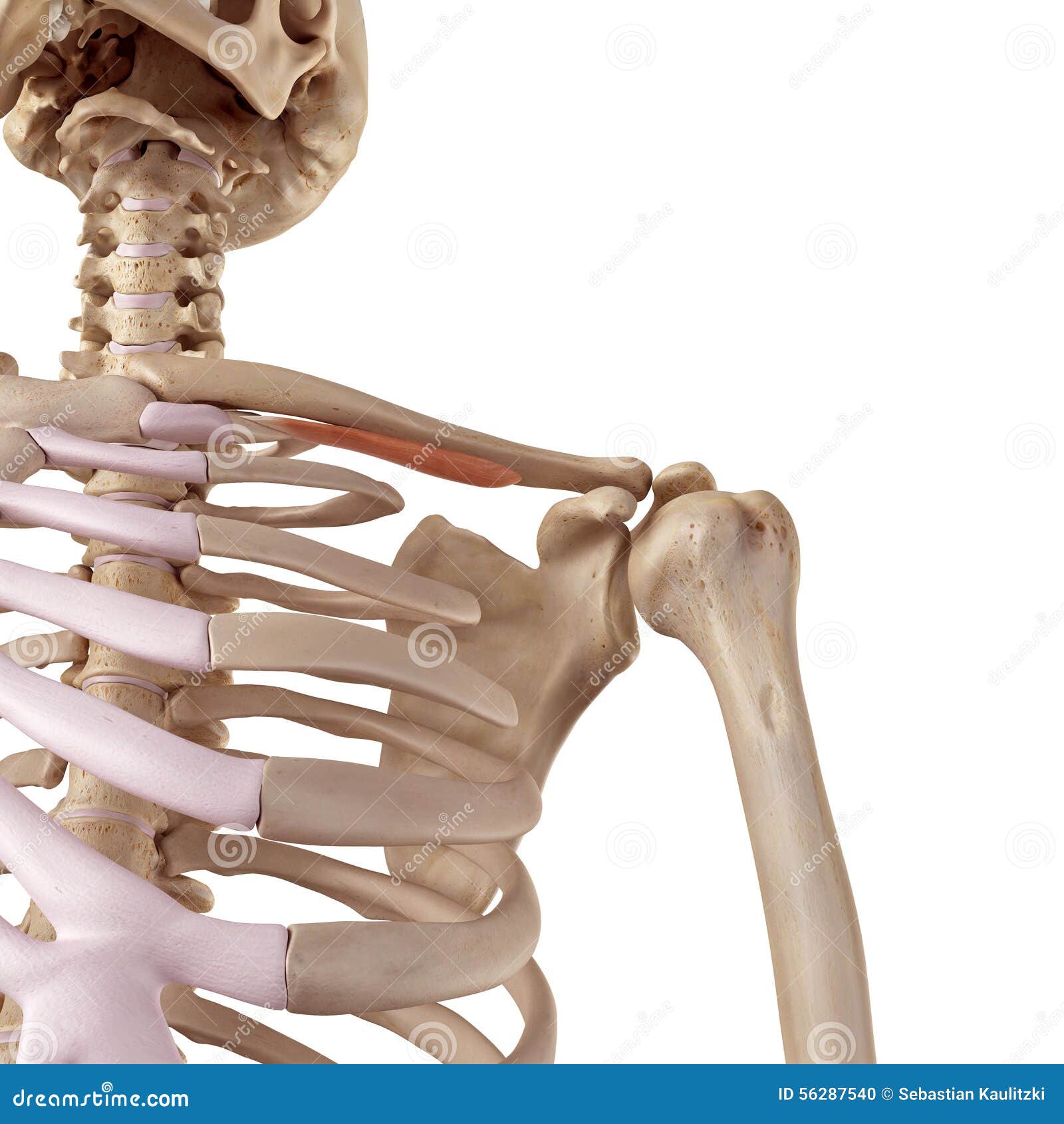 Il succlavio illustrazione di stock. Illustrazione di rappresentazione ...