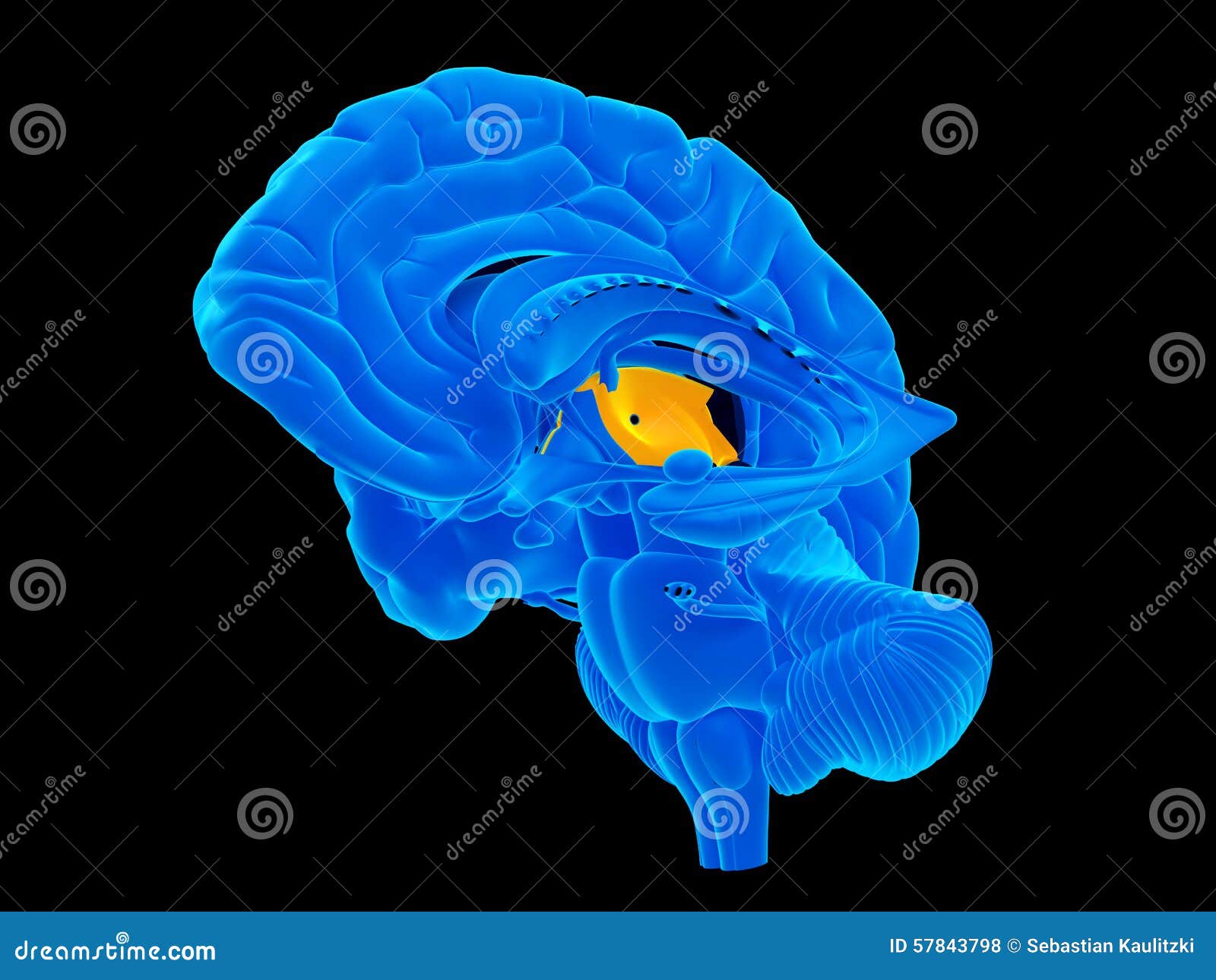 Il talamo illustrazione di stock. Illustrazione di biologia - 57843798