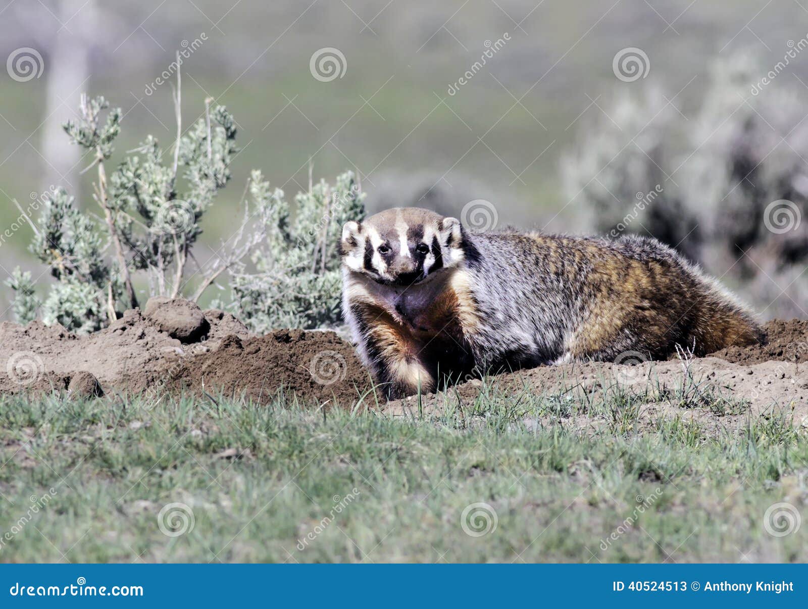 Il tasso americano immagine stock. Immagine di vivo, americano - 40524513