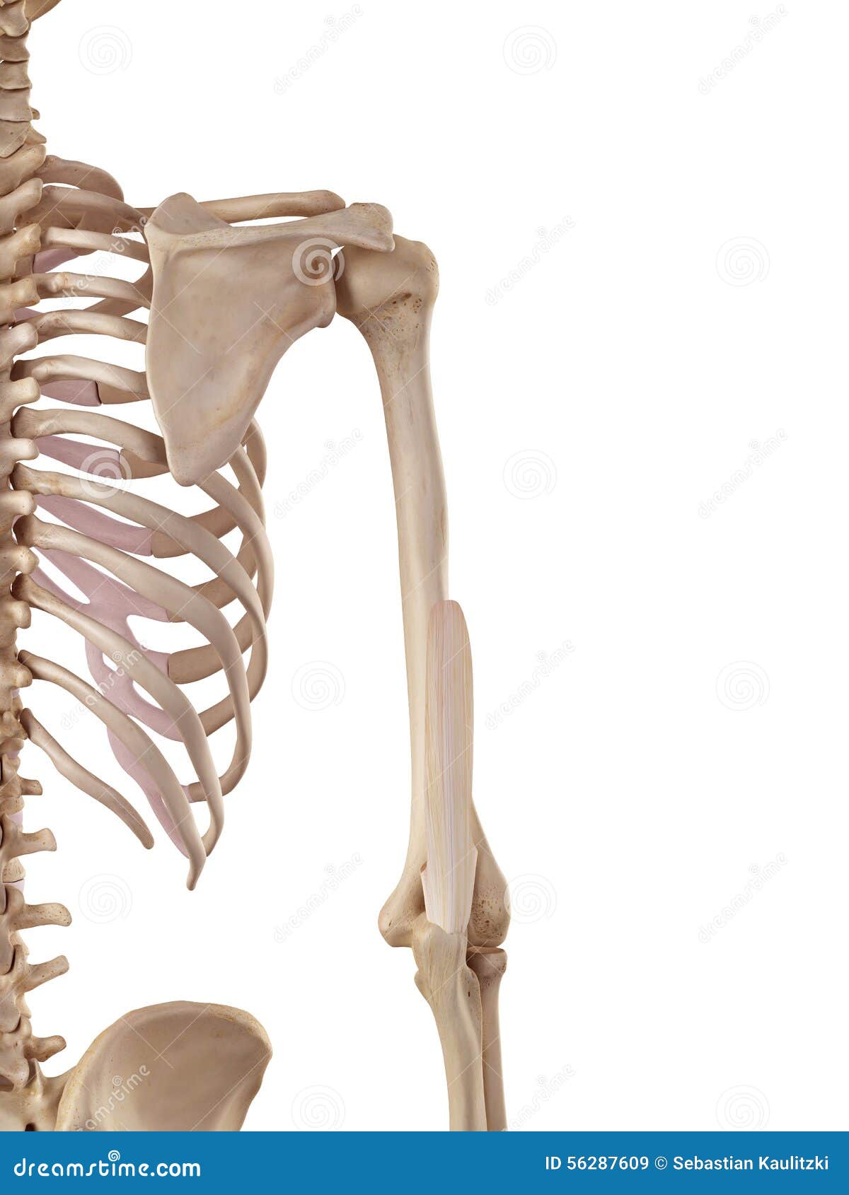 Il tendine del tricipite illustrazione di stock. Illustrazione di ...