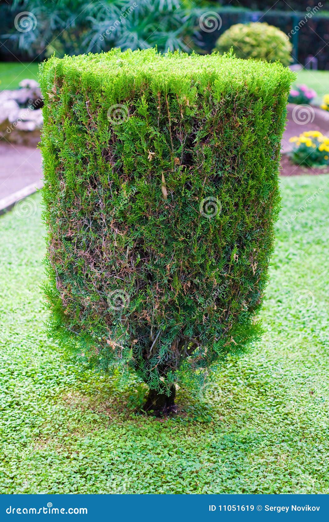 Il Topiary Del Cespuglio Ha Assettato Immagine Stock - Immagine di ...
