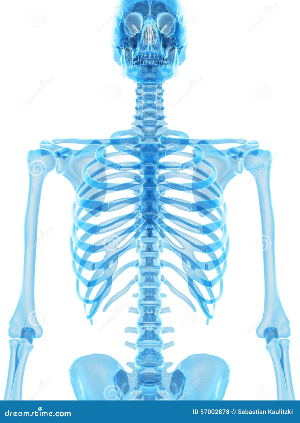 Il torace illustrazione di stock. Illustrazione di umano - 57002878