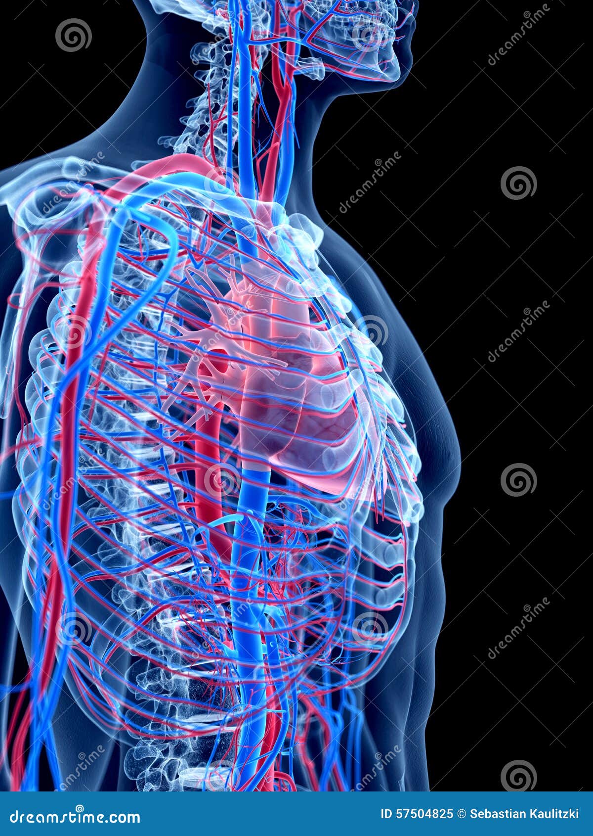 Il torace illustrazione di stock. Illustrazione di umano - 57504825