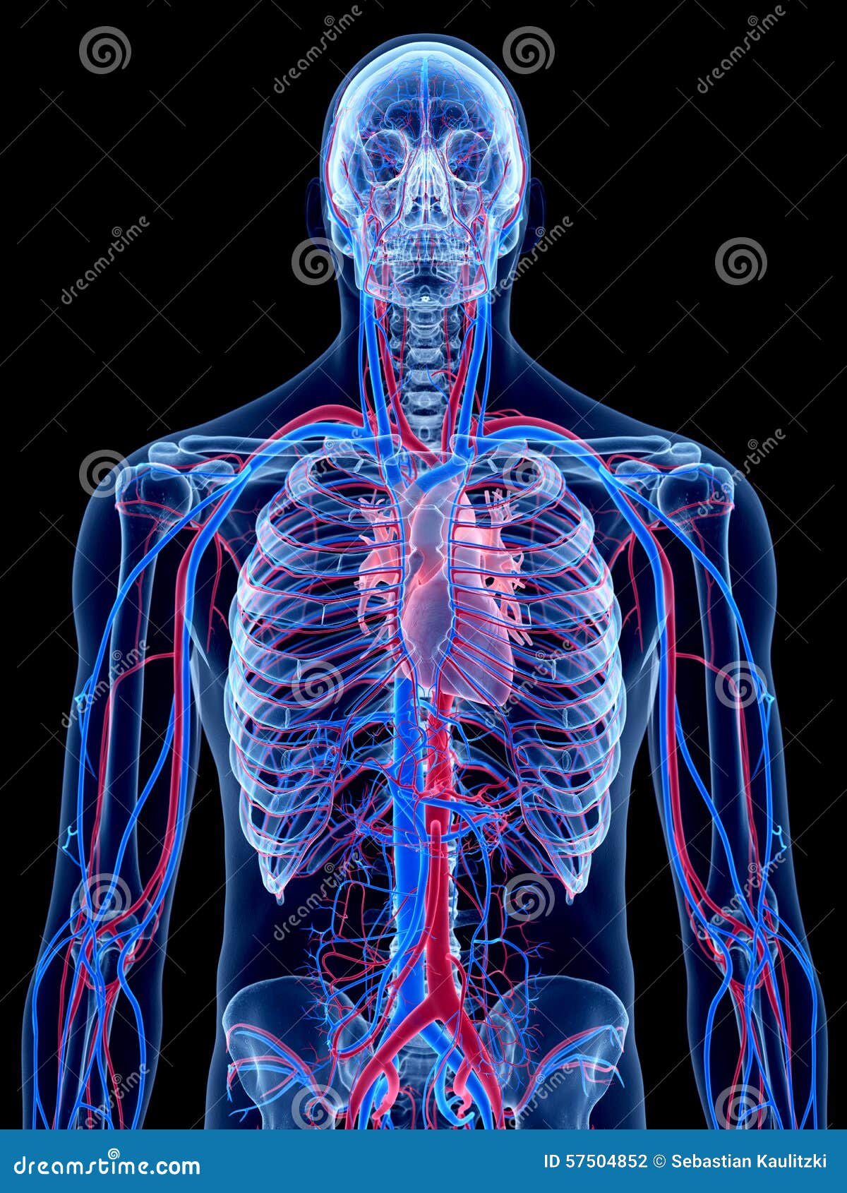 Il torace illustrazione di stock. Illustrazione di aorta - 57504852