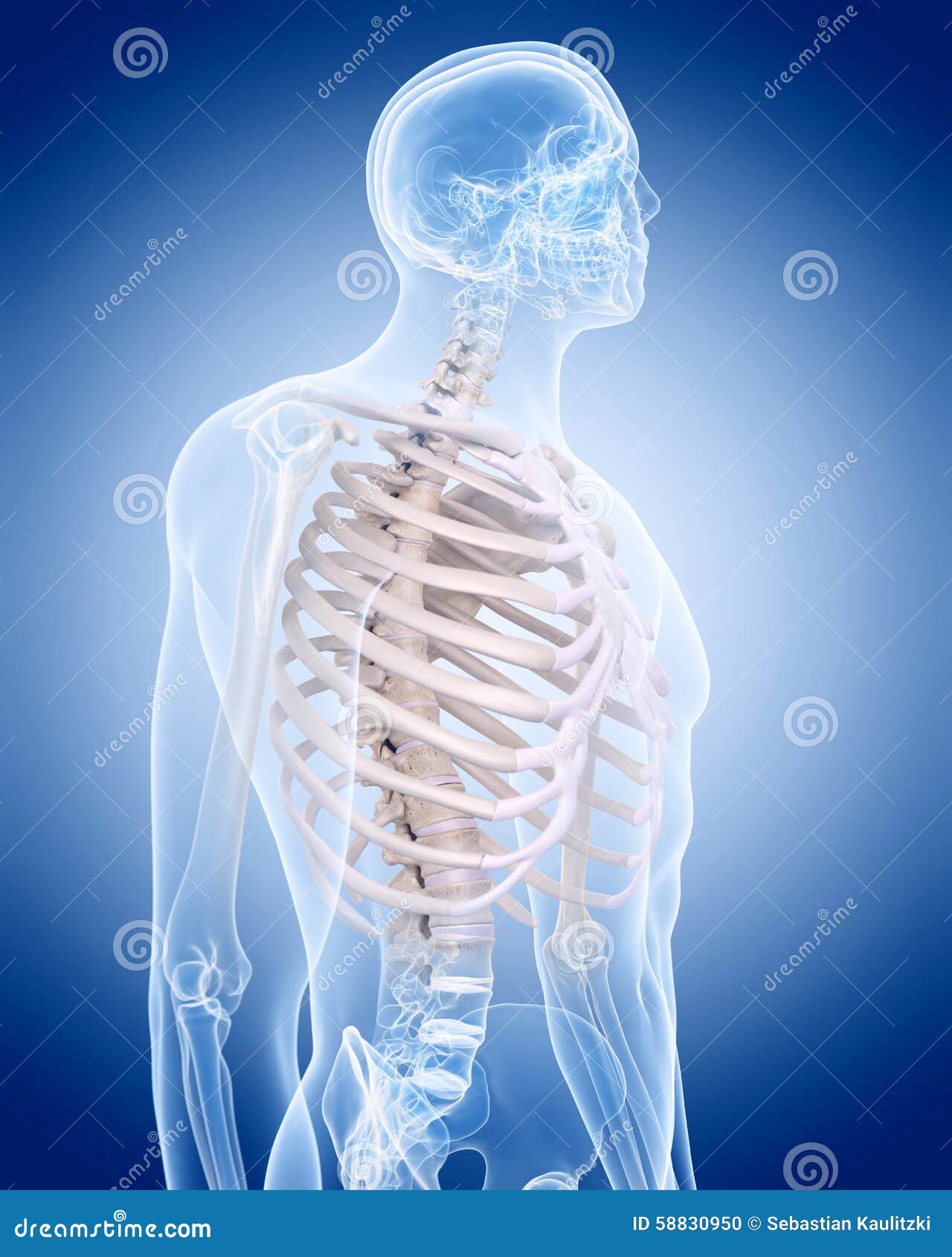 Il torace illustrazione di stock. Illustrazione di grafico - 58830950