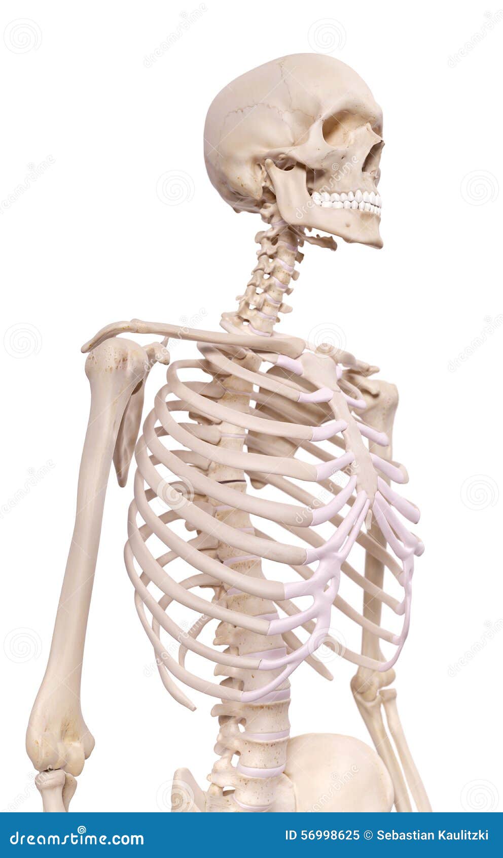 Il torace scheletrico illustrazione di stock. Illustrazione di ...