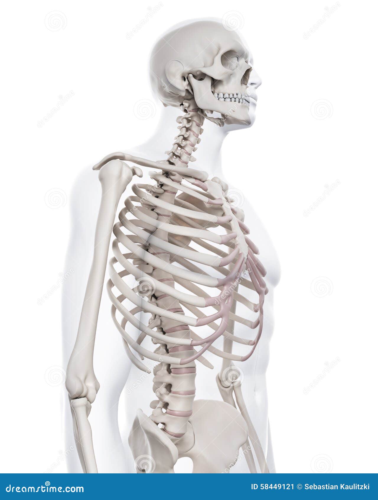 Il torace scheletrico illustrazione di stock. Illustrazione di ...