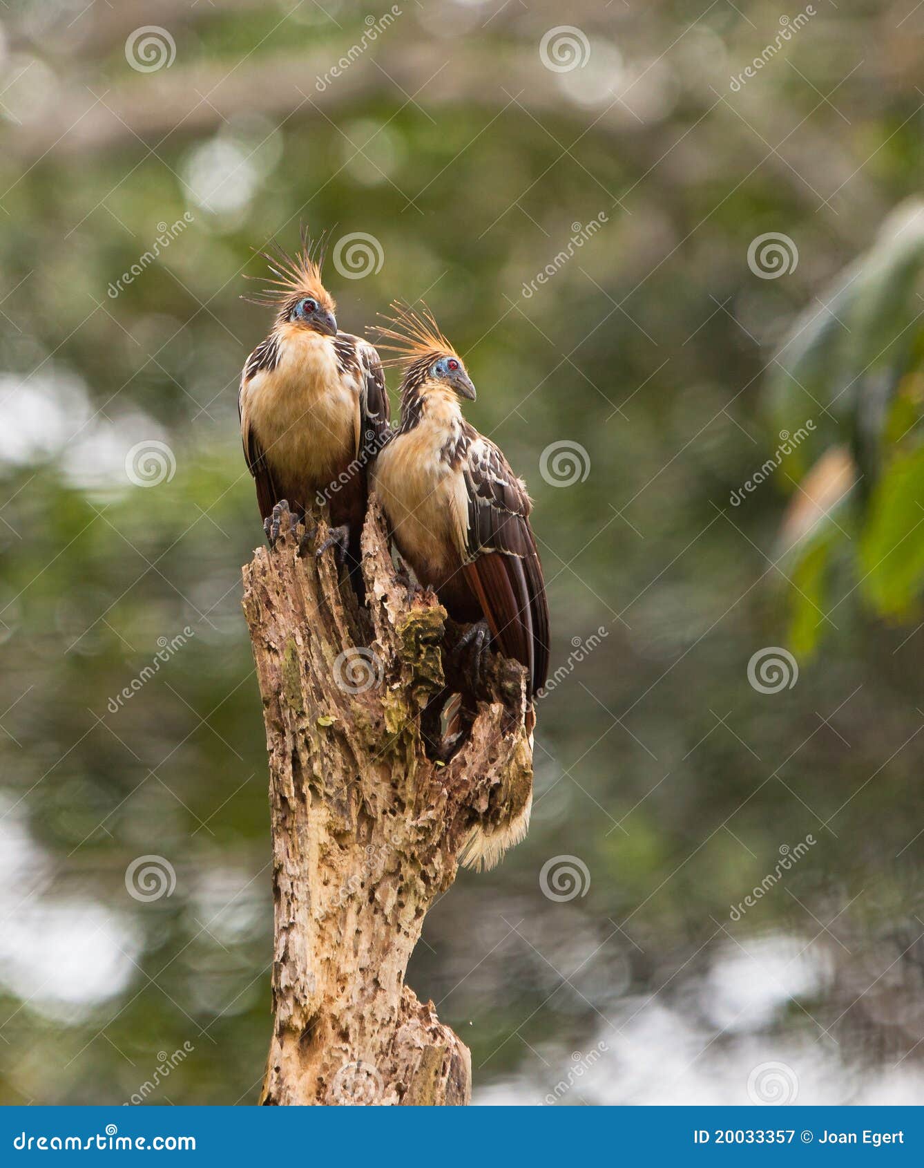 Il una coppia di Hoatzin immagine stock. Immagine di curioso - 20033357