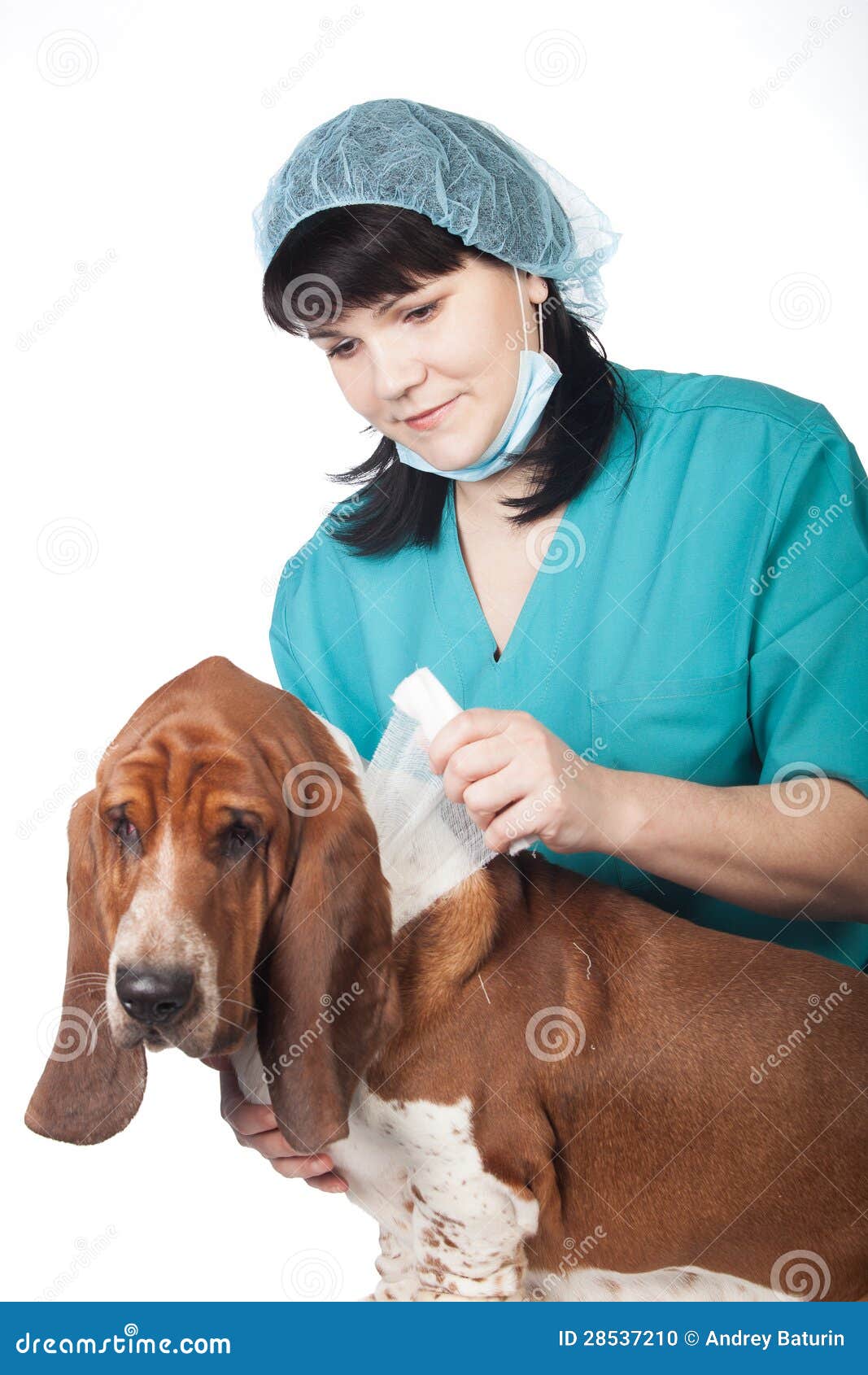 Il Veterinario Sta Legando Su Un Cane Fotografia Stock - Immagine di ...