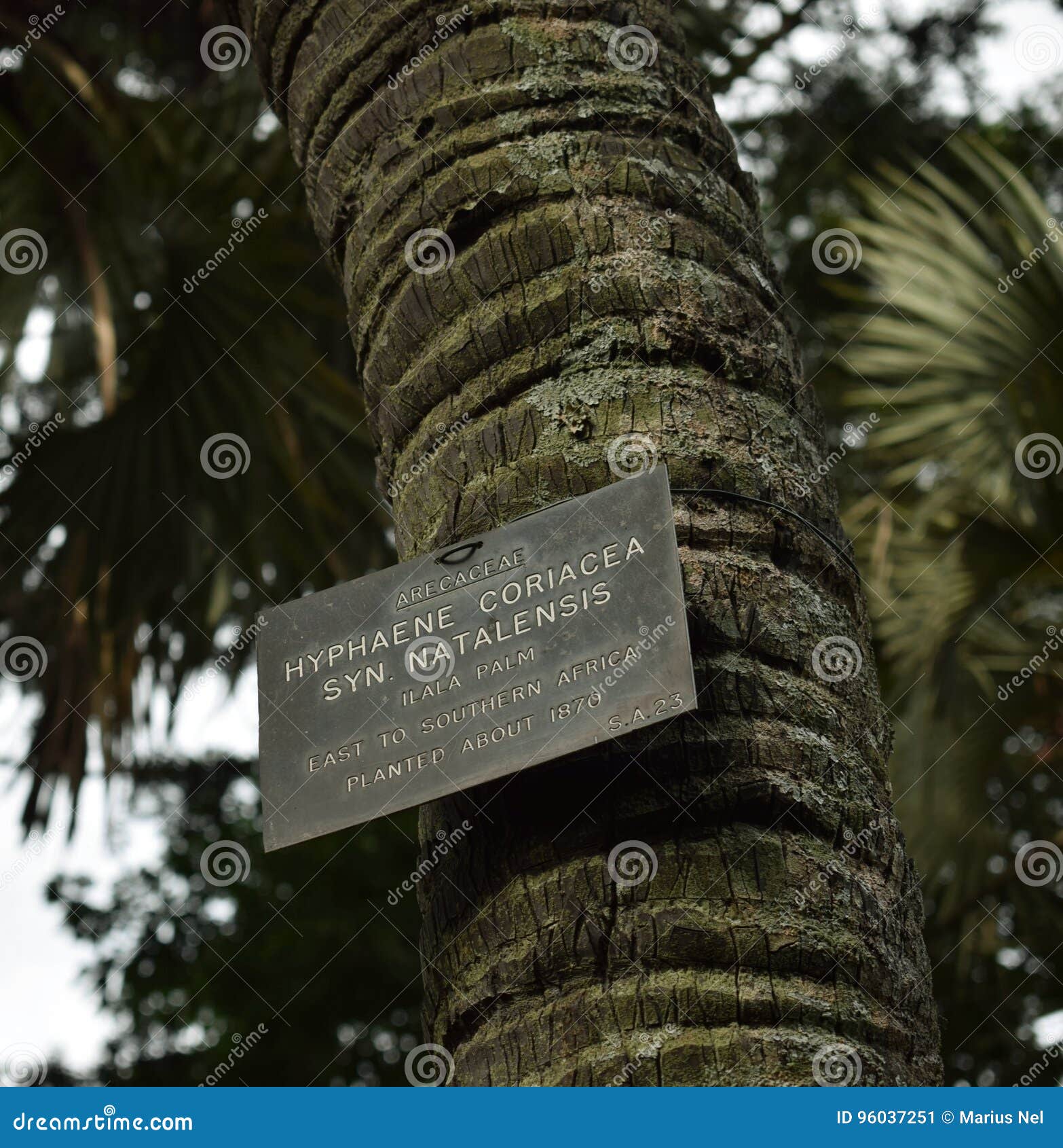 Ilala palm stock image. Image of tree, coriacea, coast - 96037251