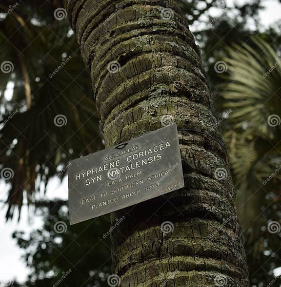 Ilala palm stock image. Image of tree, coriacea, coast - 96037251