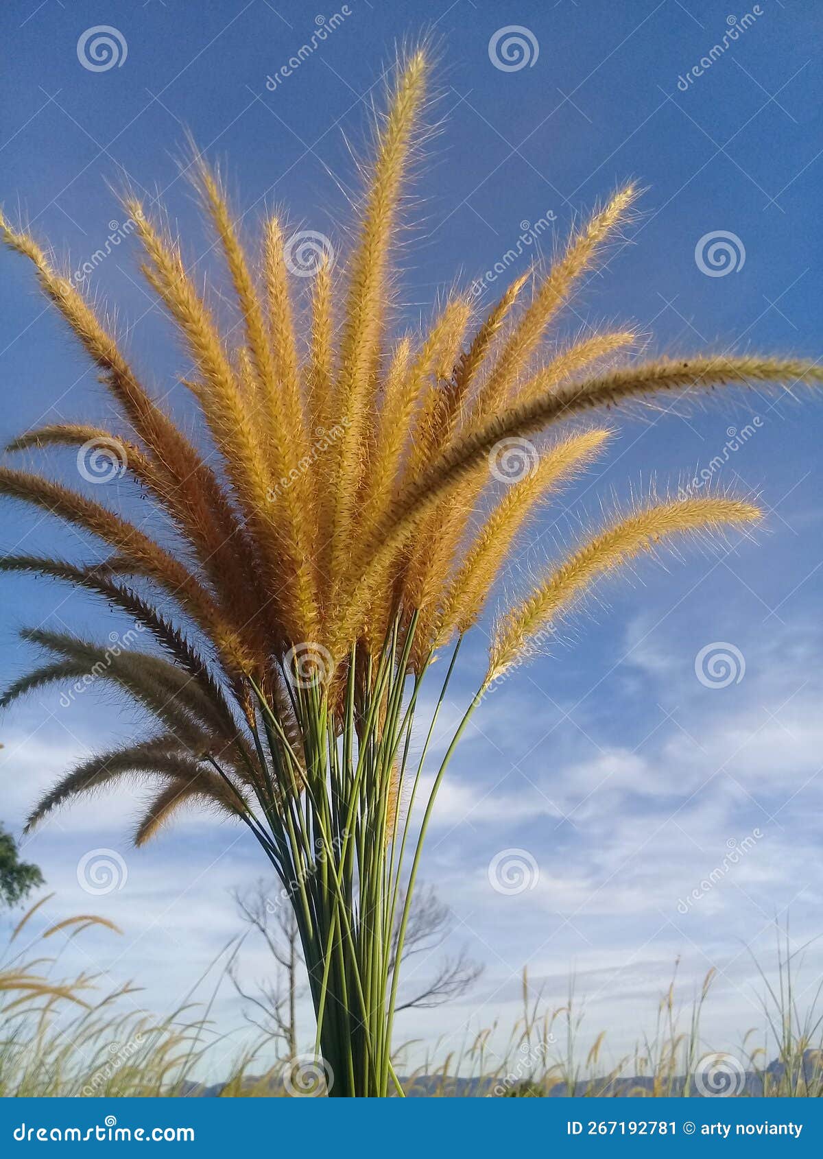 Ilalang Si Rumput Liar Stock Photography | CartoonDealer.com #203307068