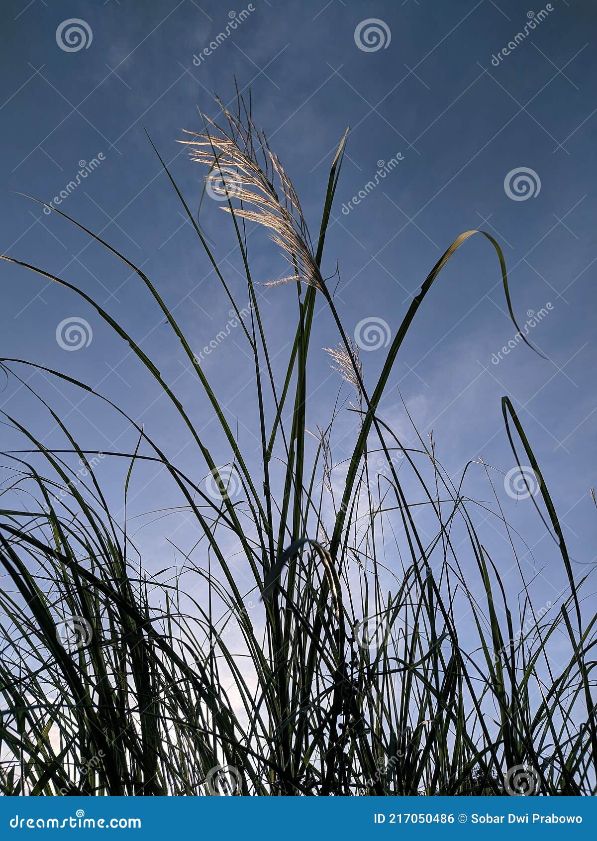121 Ilalang Grass Stock Photos - Free & Royalty-Free Stock Photos from ...