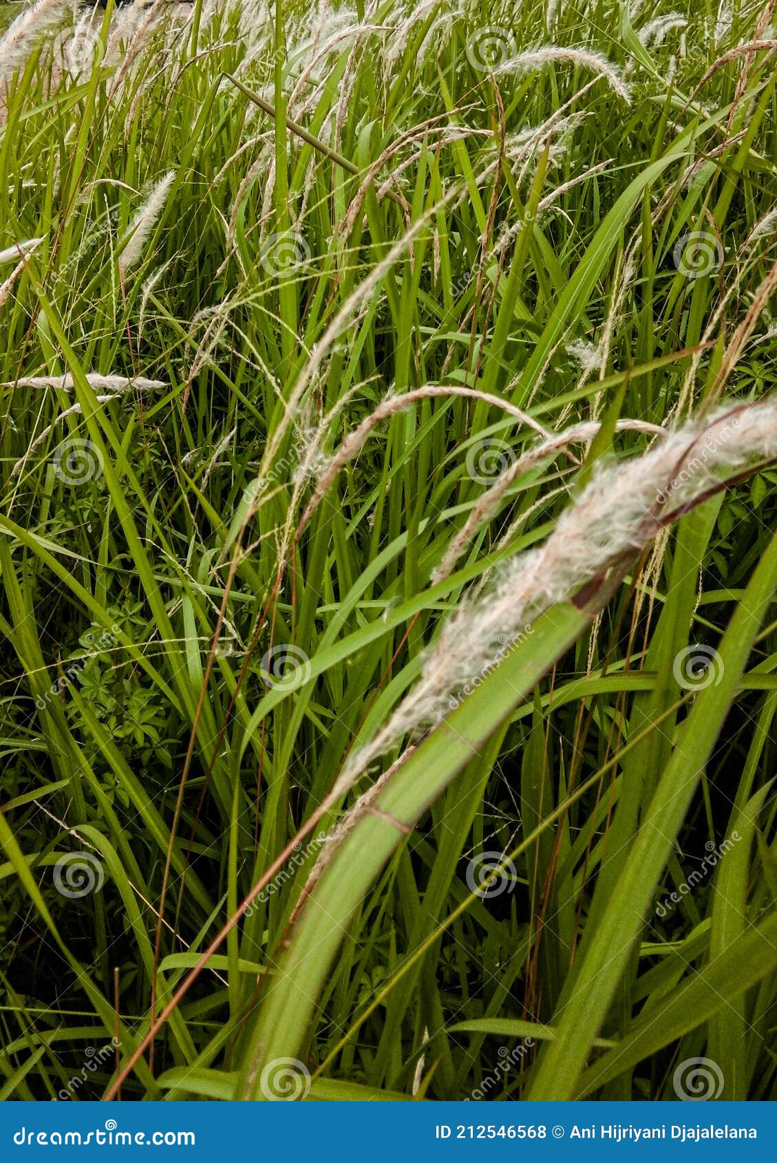 Ilalang Grass Name in Indonesia Stock Photo - Image of meadow, plant ...