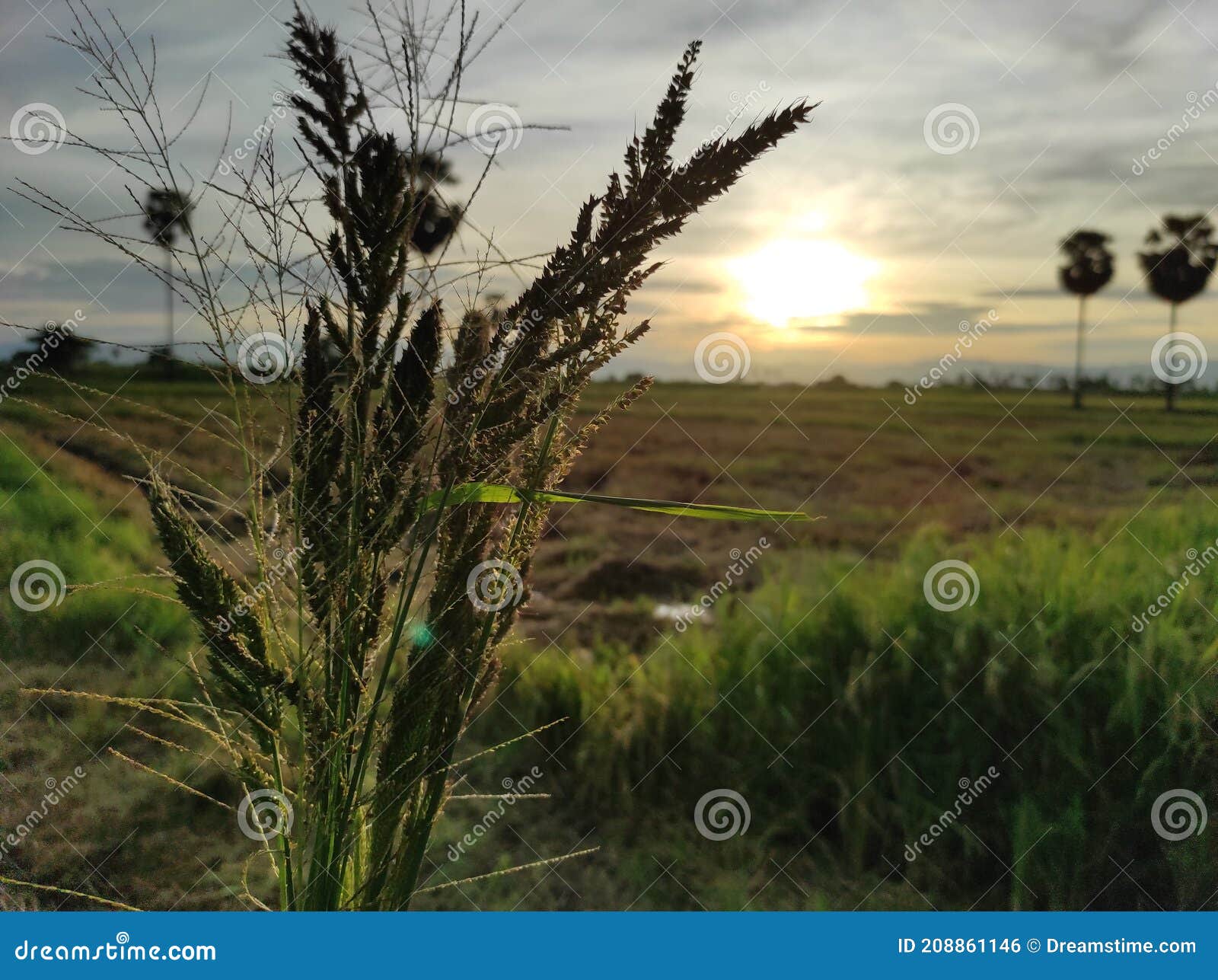 Pemandangan Alam Indonesia Stock Photography | CartoonDealer.com #212793218