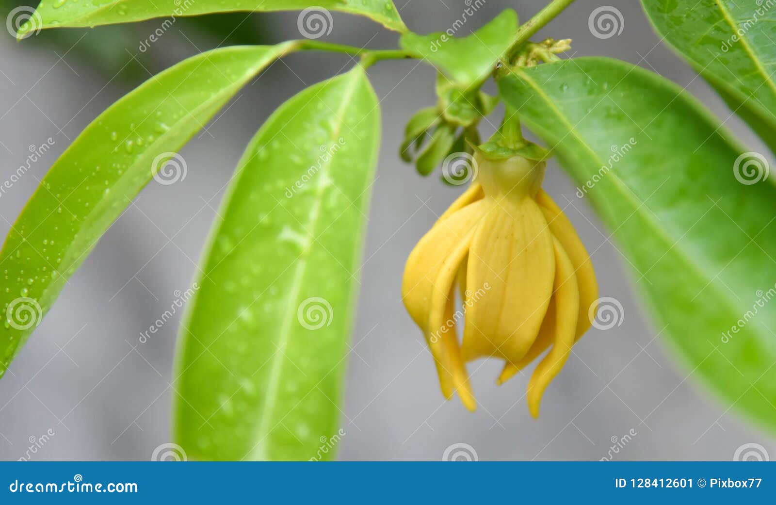 Ilang-ilang flower on tree stock image. Image of droplet - 128412601