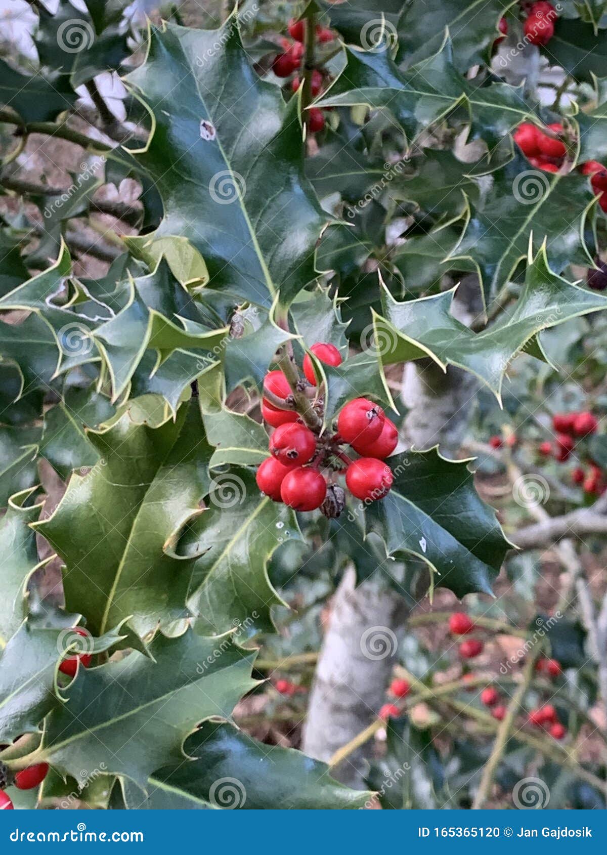 Ilex Aquifolium Holly, Common Holly, English Holly, European Holly, or ... Ilex Aquifolium Holly, Common Holly, English Holly, European Holly, or ...