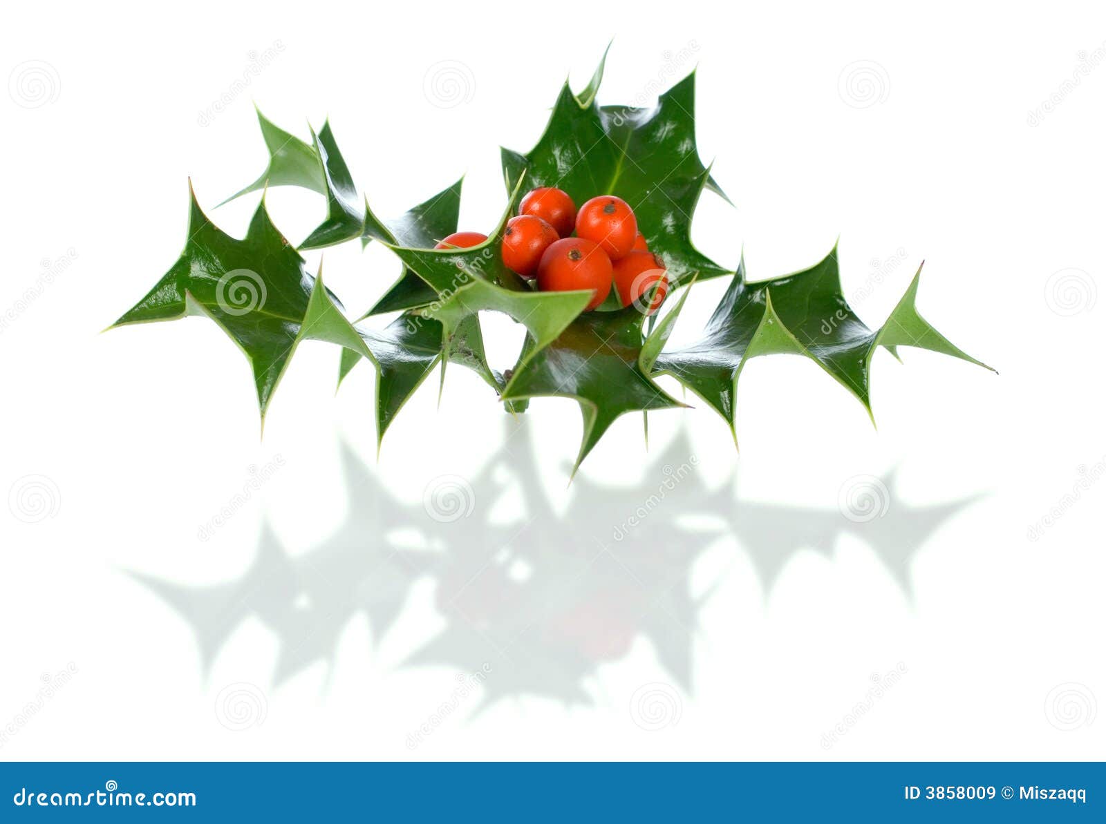 Ilex,holly, Christmas Decoration Isolated on White Stock Image - Image ...
