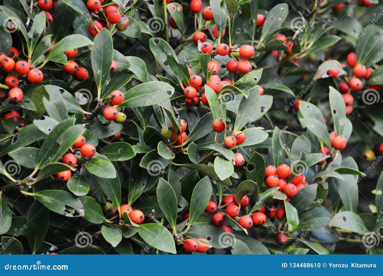 Ilex integra berries stock photo. Image of ilex, branch - 134488610