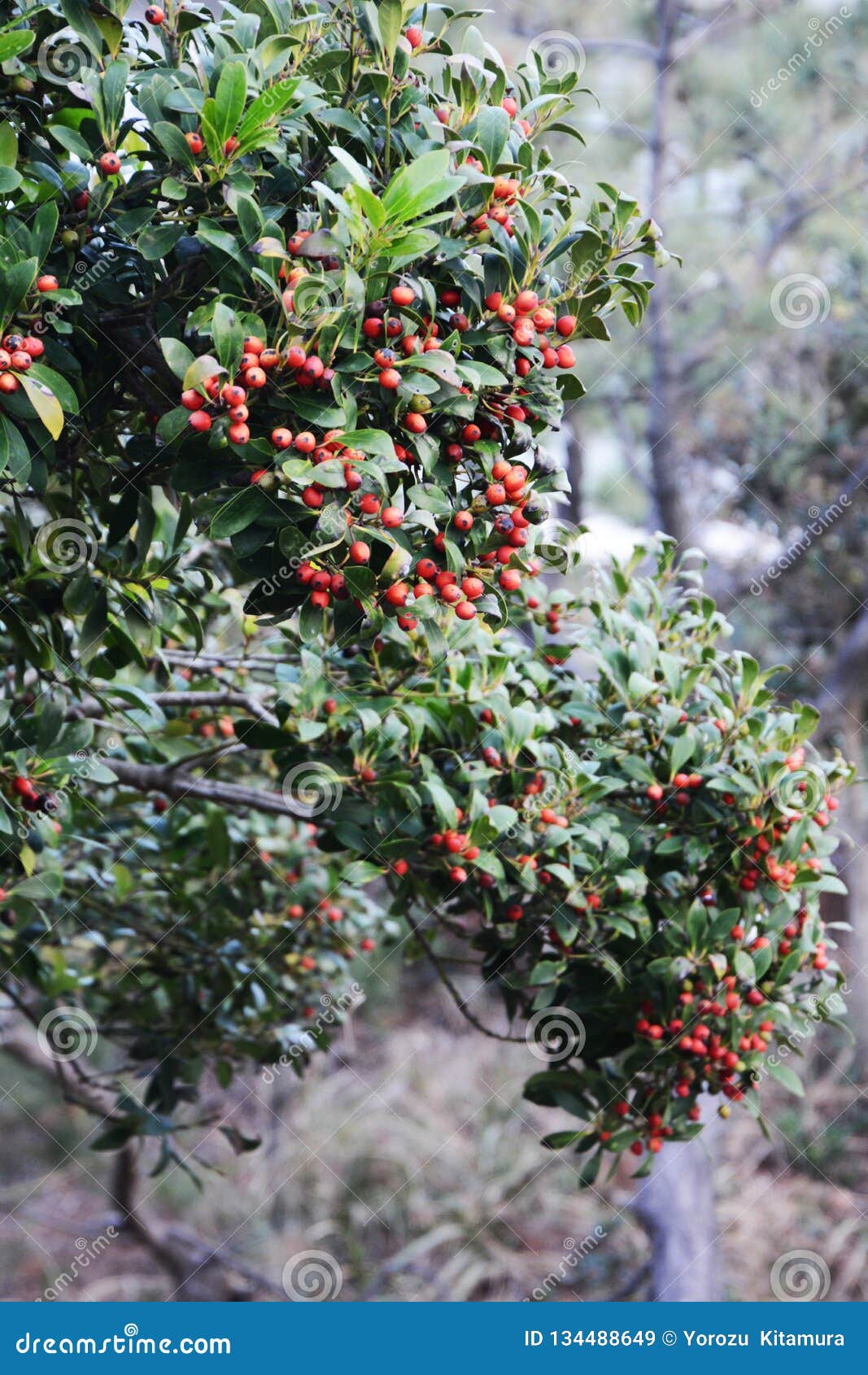 Ilex integra berries stock image. Image of holly, ilex - 134488649