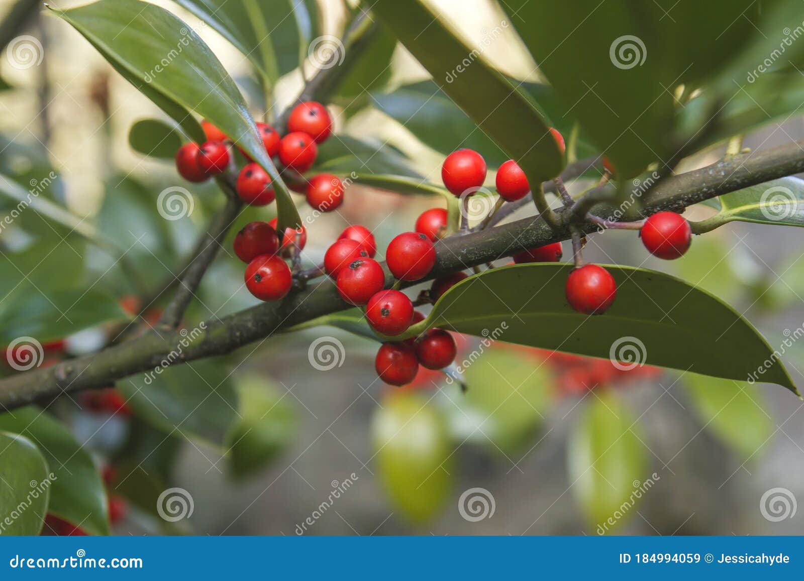 Ilex red fruits close up stock image. Image of ilex - 184994059