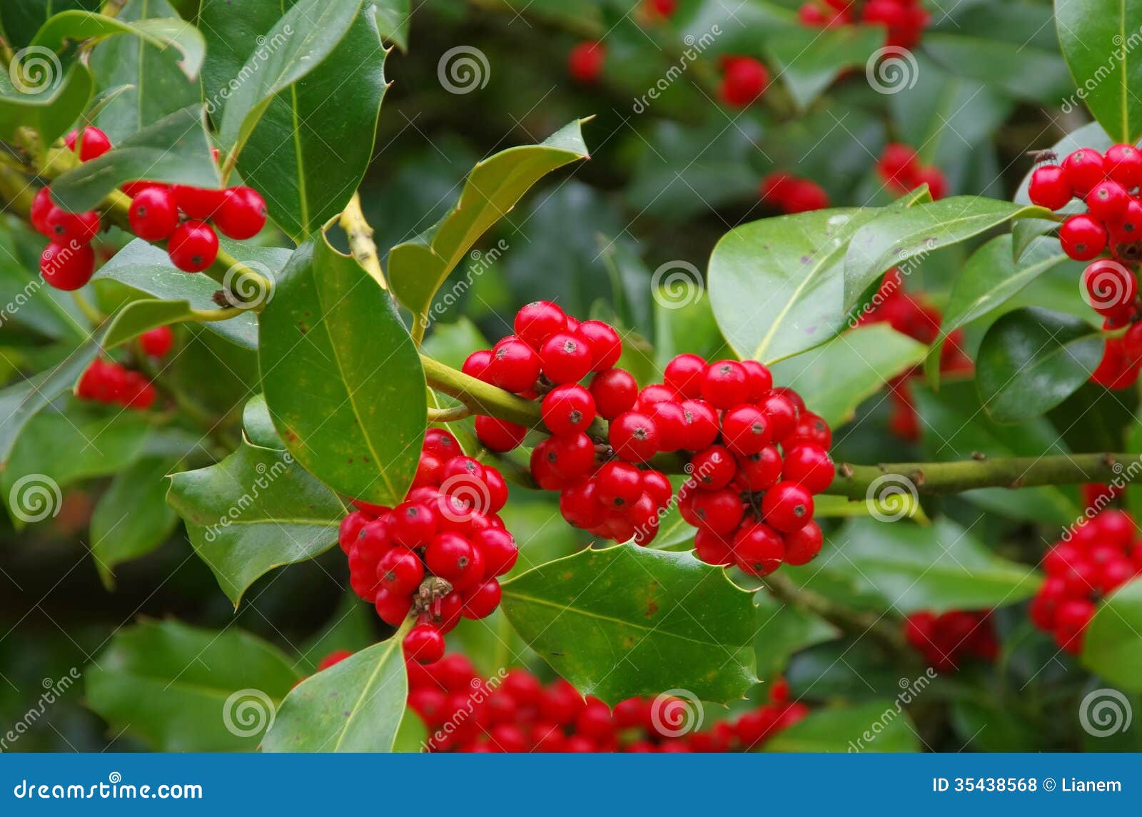 Ilex stock photo. Image of berry, berries, branch, gift - 35438568