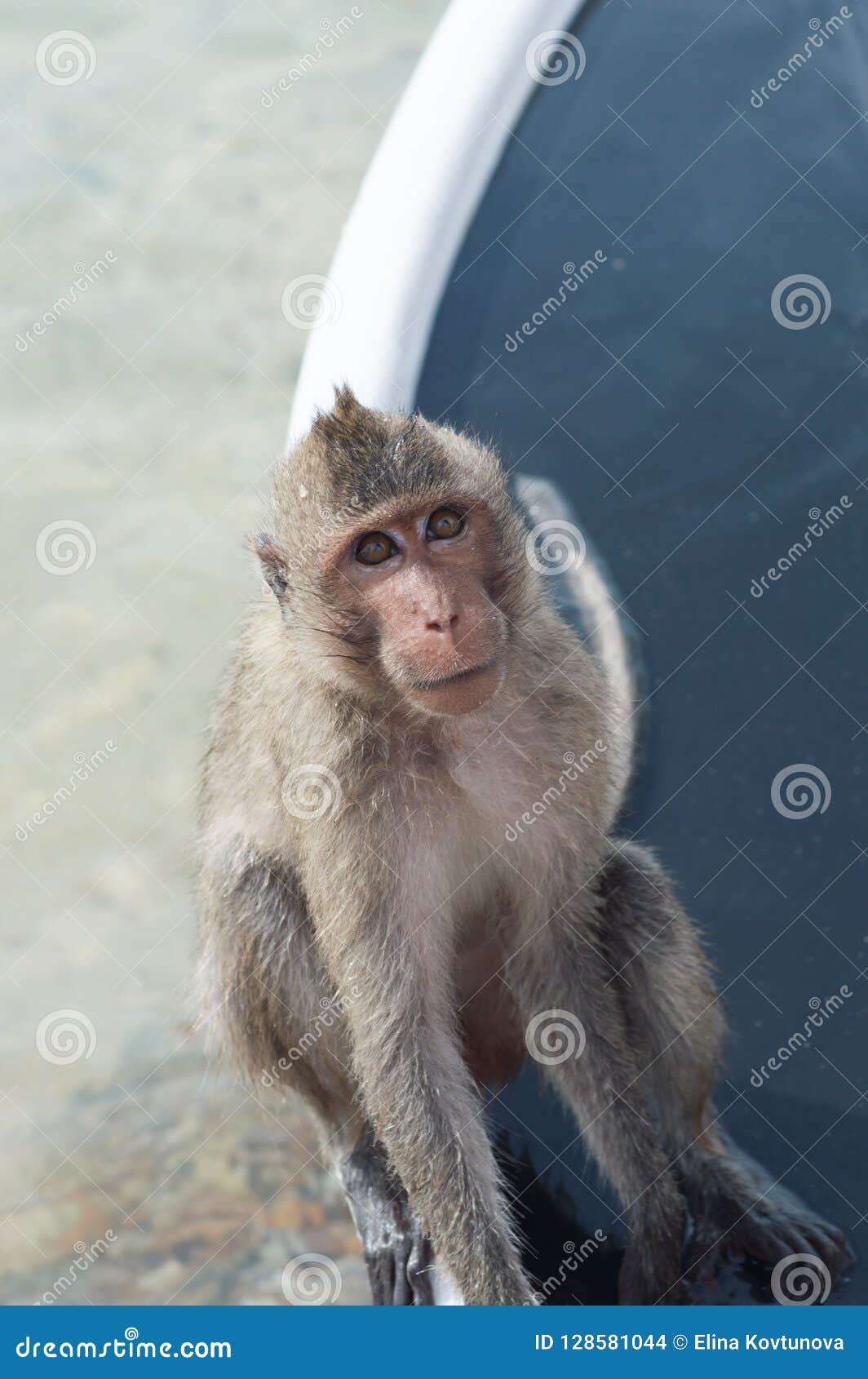Ilha Do Macaco Pelo Mar, TAILÂNDIA Foto de Stock - Imagem de vista ...