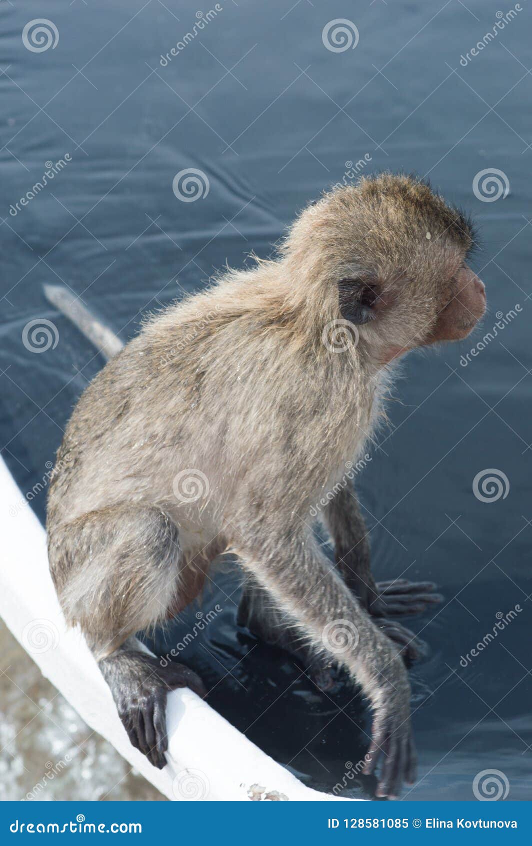 Ilha Do Macaco Pelo Mar, TAILÂNDIA Imagem de Stock - Imagem de vietname ...