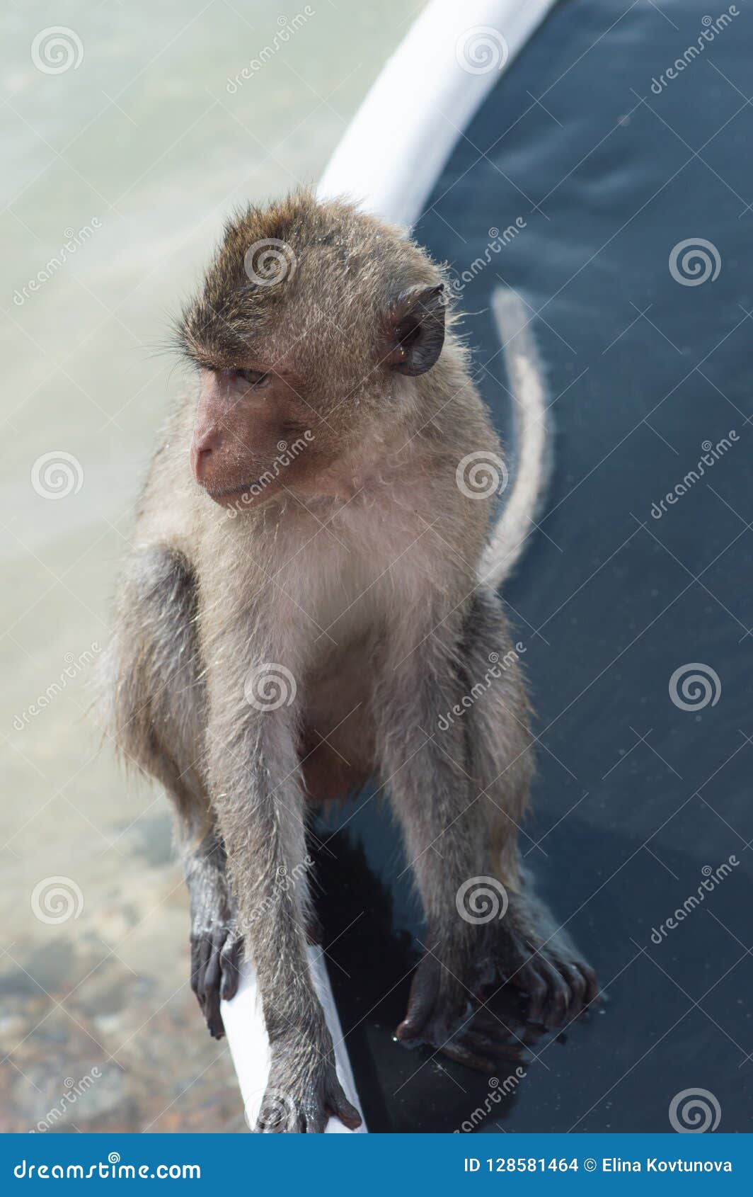 Ilha Do Macaco Pelo Mar, TAILÂNDIA Foto de Stock - Imagem de fofofo ...